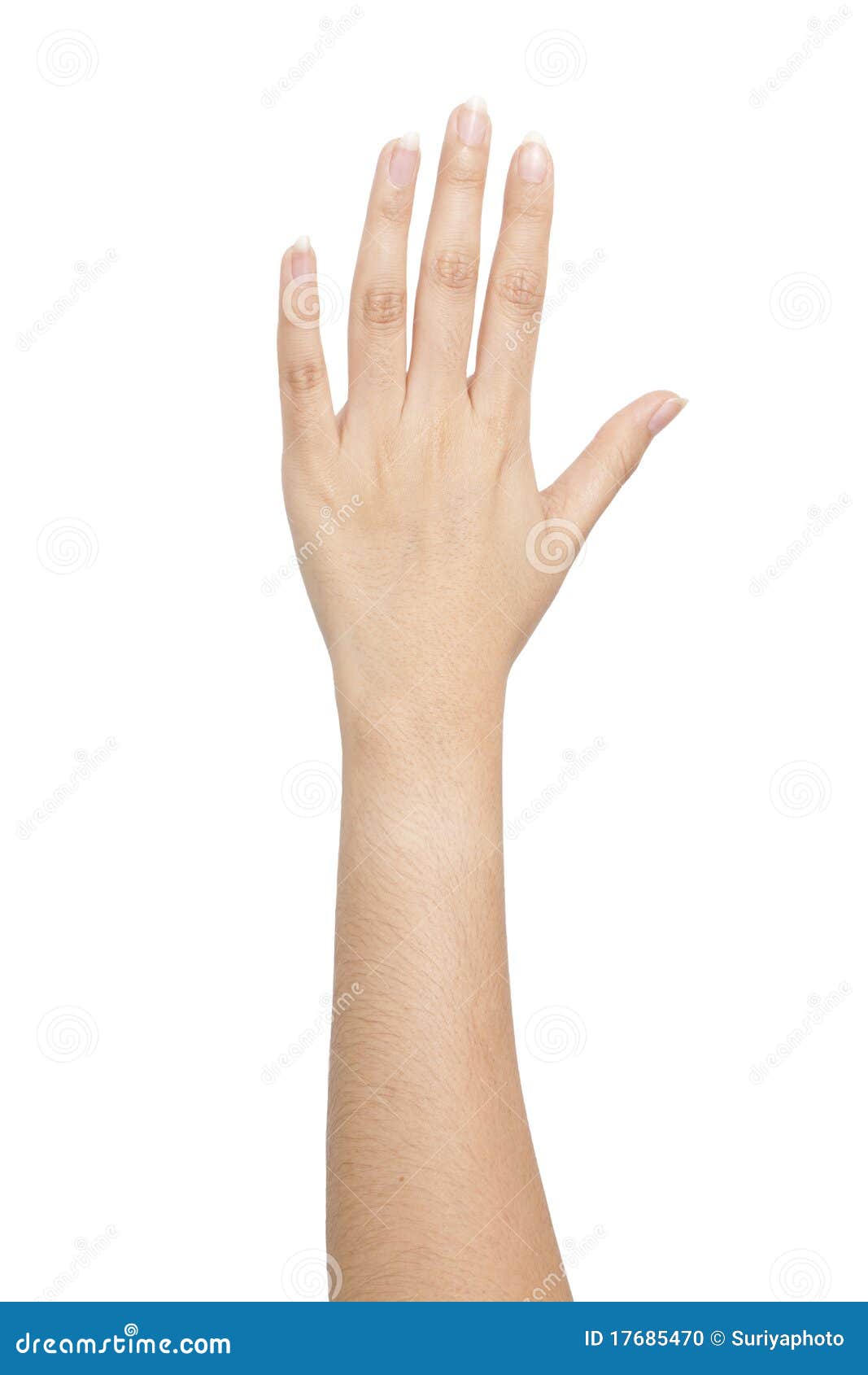 Isolated: raise up hand stock photo. Image of palm, hold - 17685470