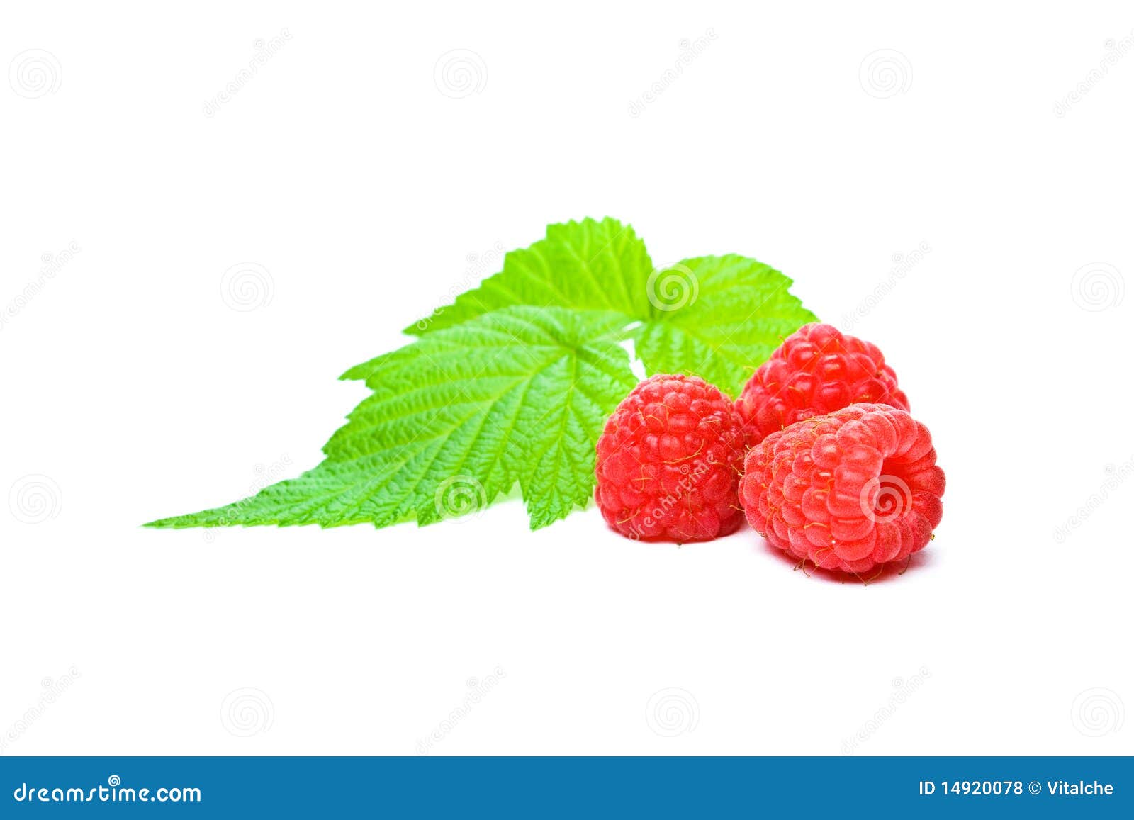 Isolated raspberry stock photo. Image of macro, eating - 14920078