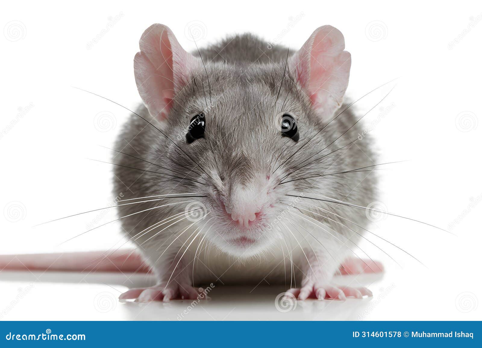 Isolated Rat Face Captures Curiosity and Intelligence on White Backdrop ...