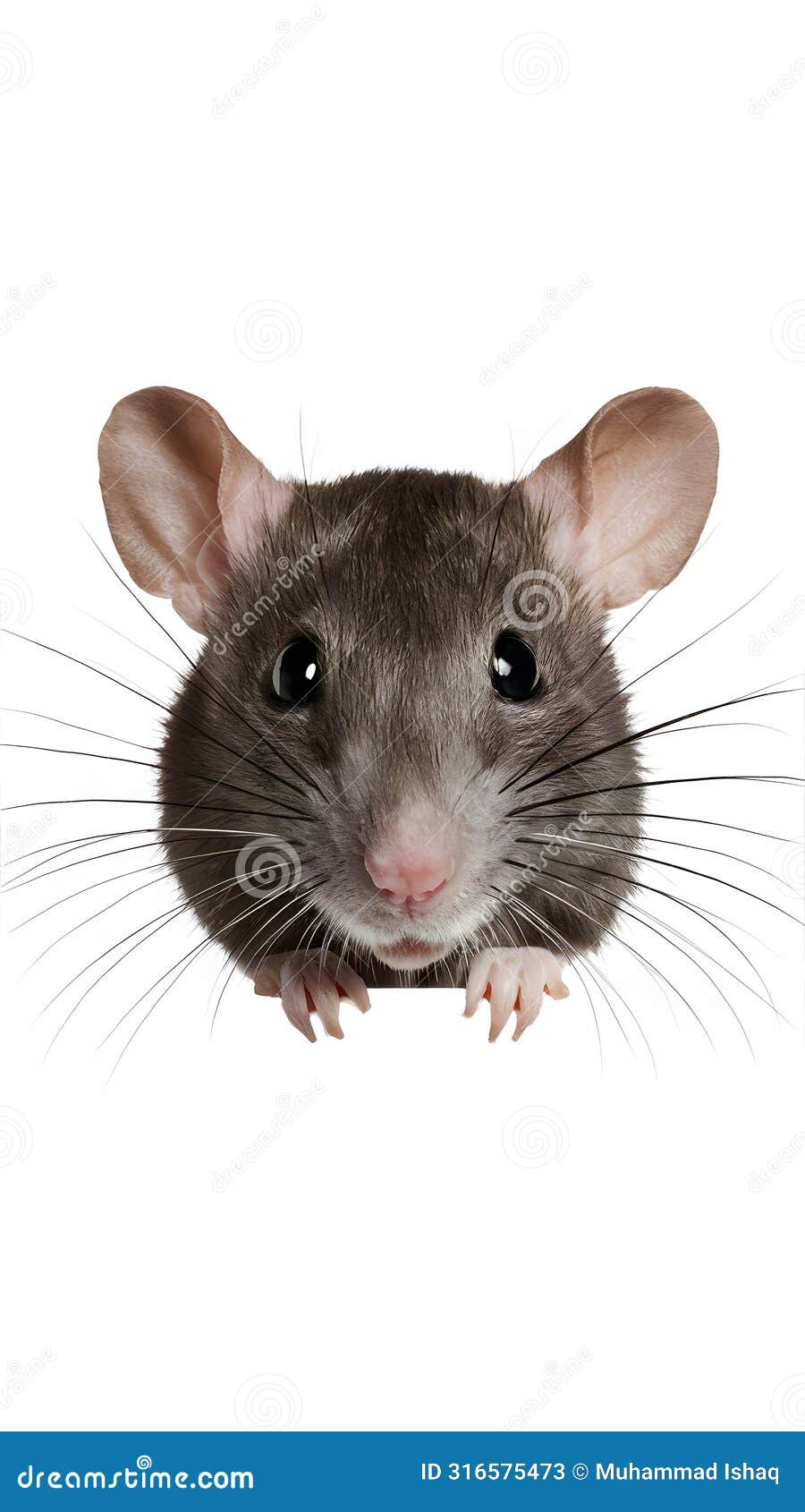Isolated Rat Face Captures Curiosity and Intelligence on White Backdrop ...