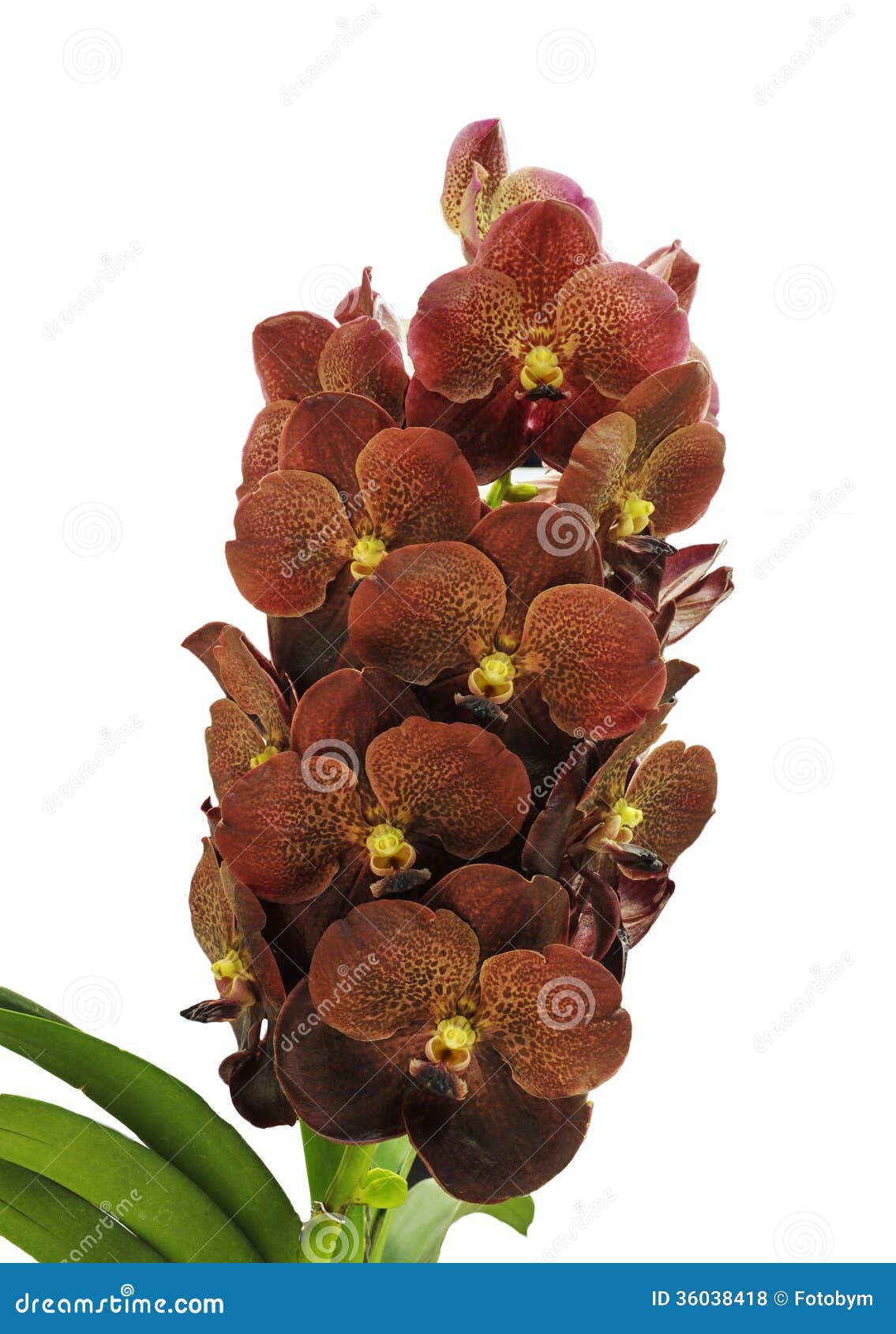 Isolated Red-brown Orchid Flower- Vanda Stock Photo - Image of nature ...