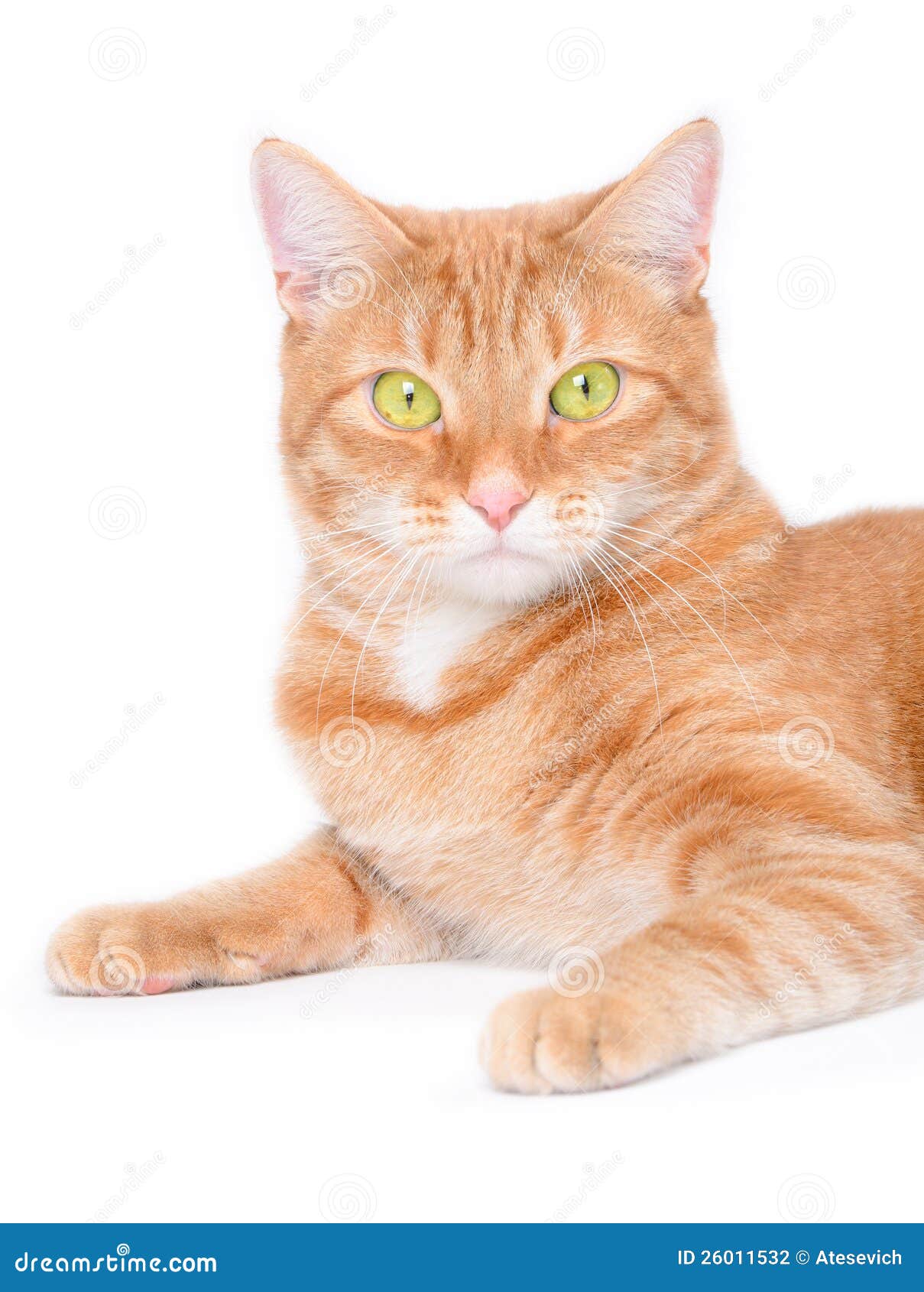 Isolated red cat stock photo. Image of adorable, small - 26011532