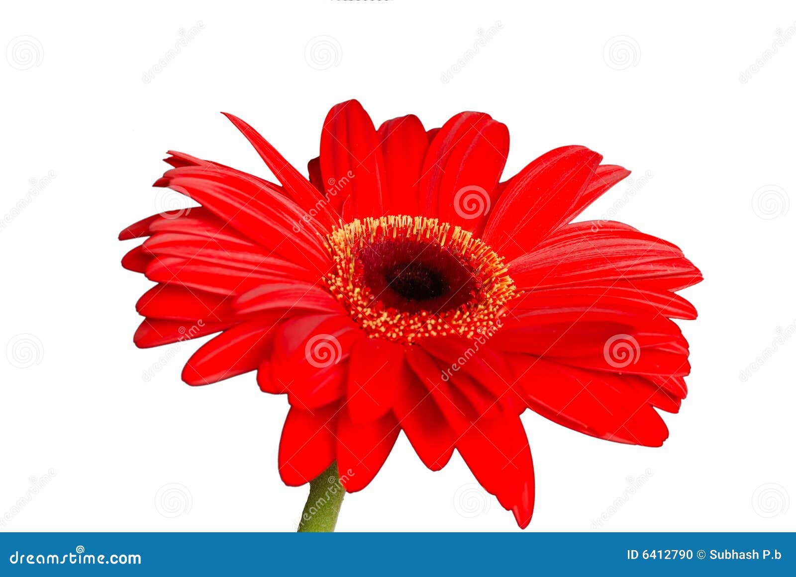 Isolated red daisy flower stock photo. Image of closeup - 6412790