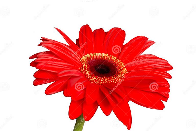 Isolated red daisy flower stock photo. Image of closeup - 6412790