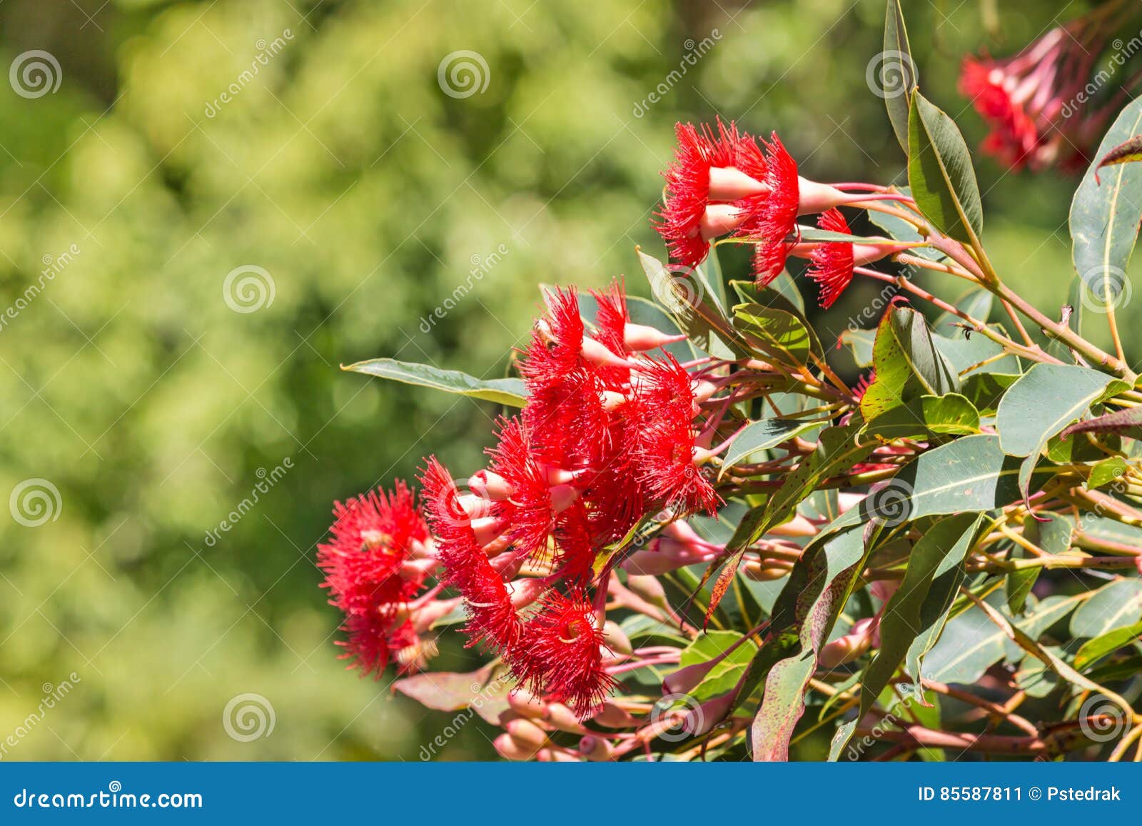 Isolated Red Eucalyptus Tree Flowers Stock Image - Image of australia ...