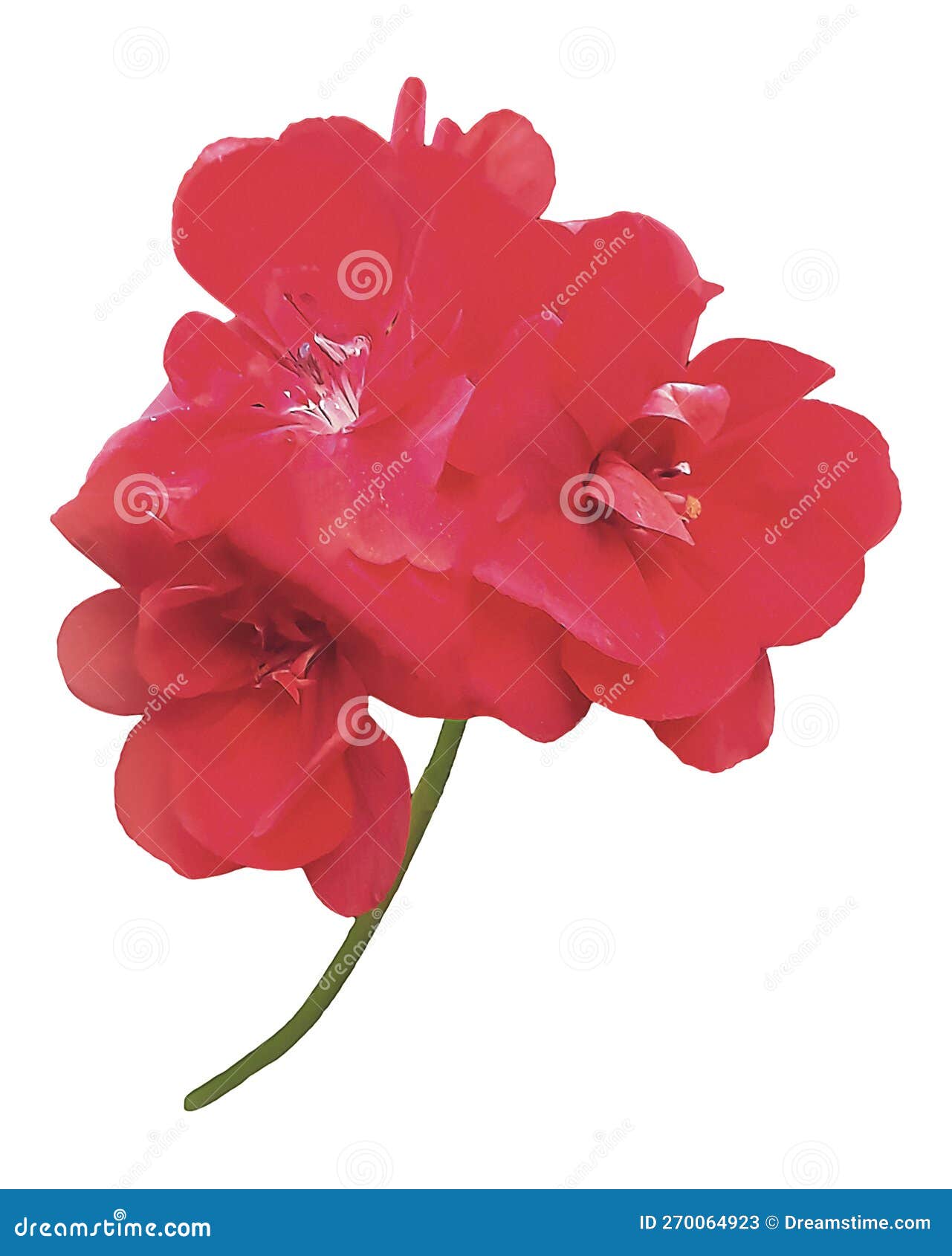 Isolated red flower photo stock image. Image of natural - 270064923