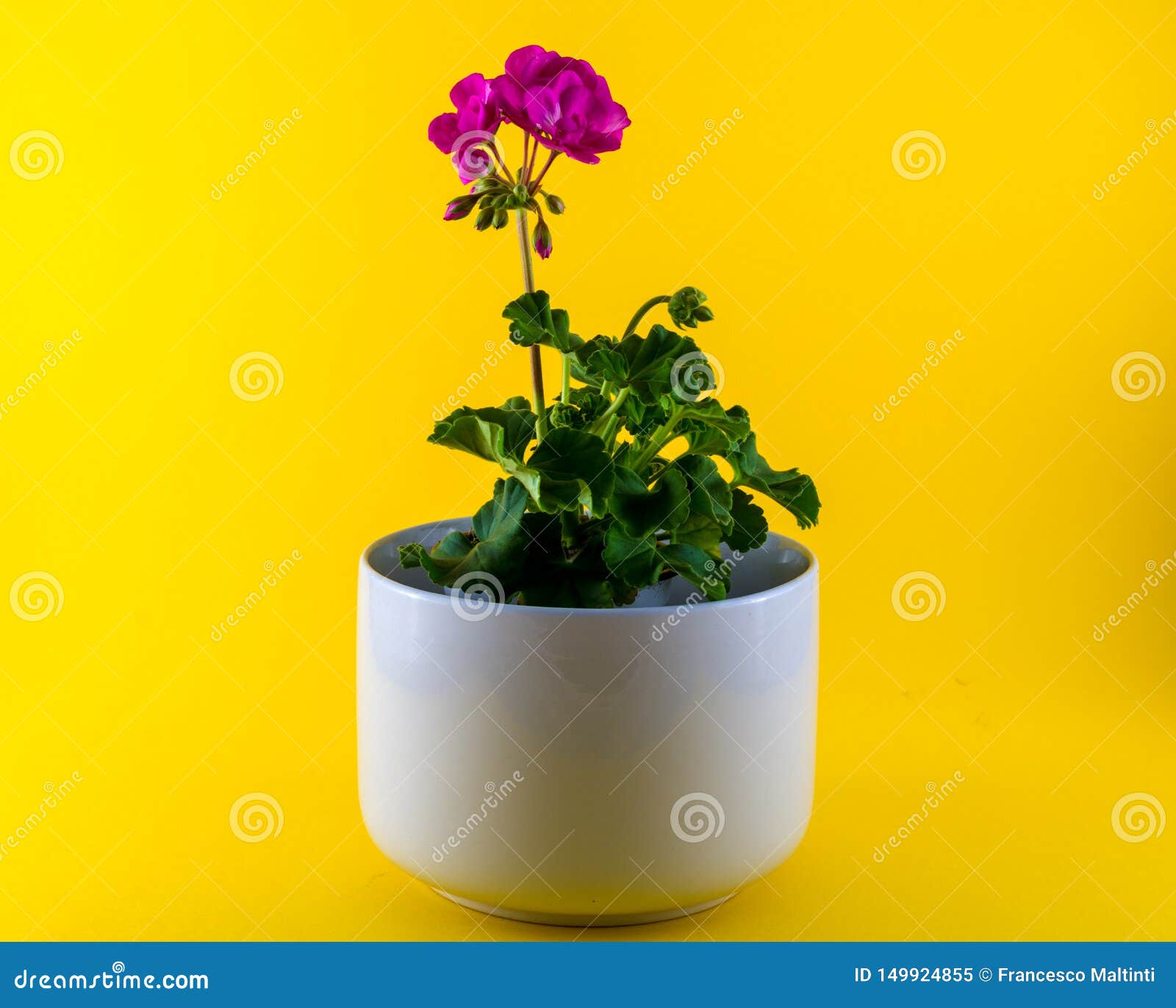 Isolated Red Geranium in a White Vase Stock Image - Image of beautiful ...