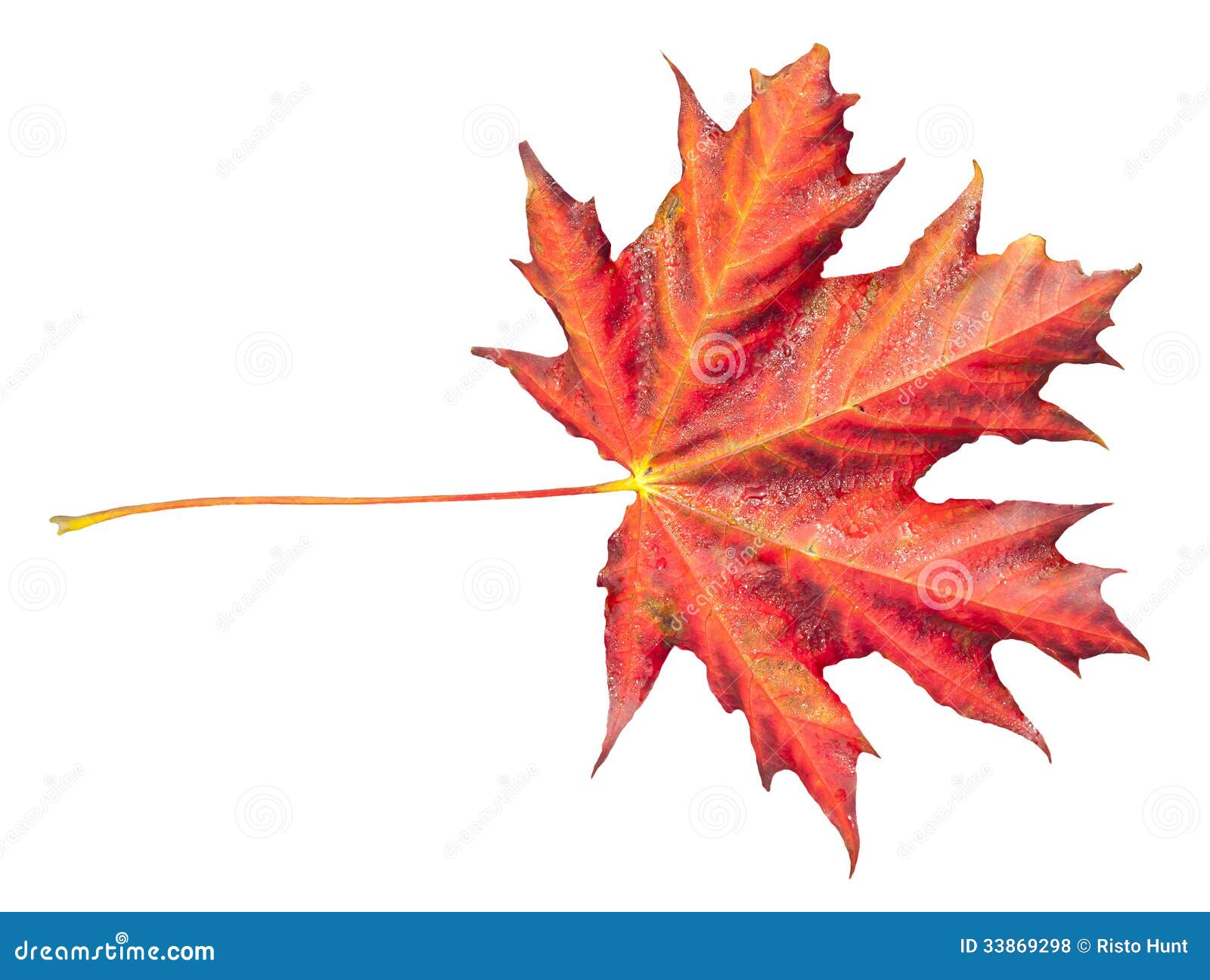 Isolated red maple leaf stock photo. Image of tree, detail - 33869298