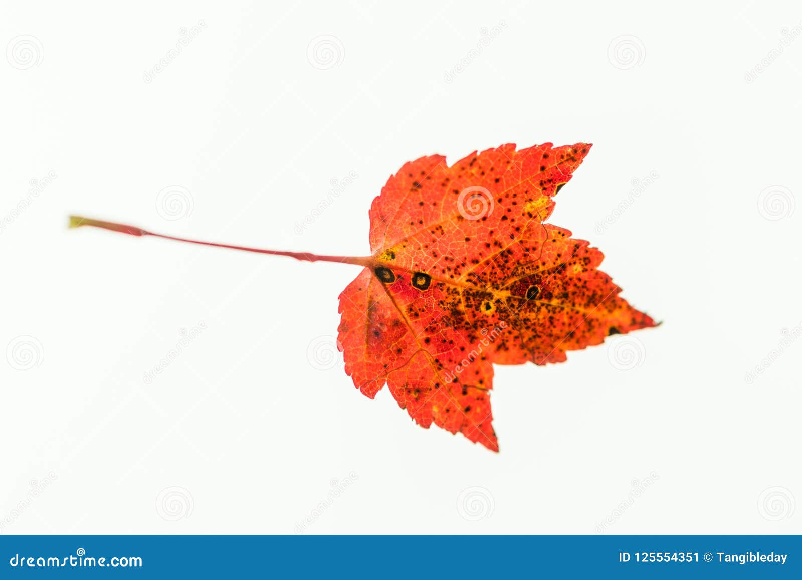 Red Maple Leaf Isolated on White Stock Image - Image of icon, botany ...