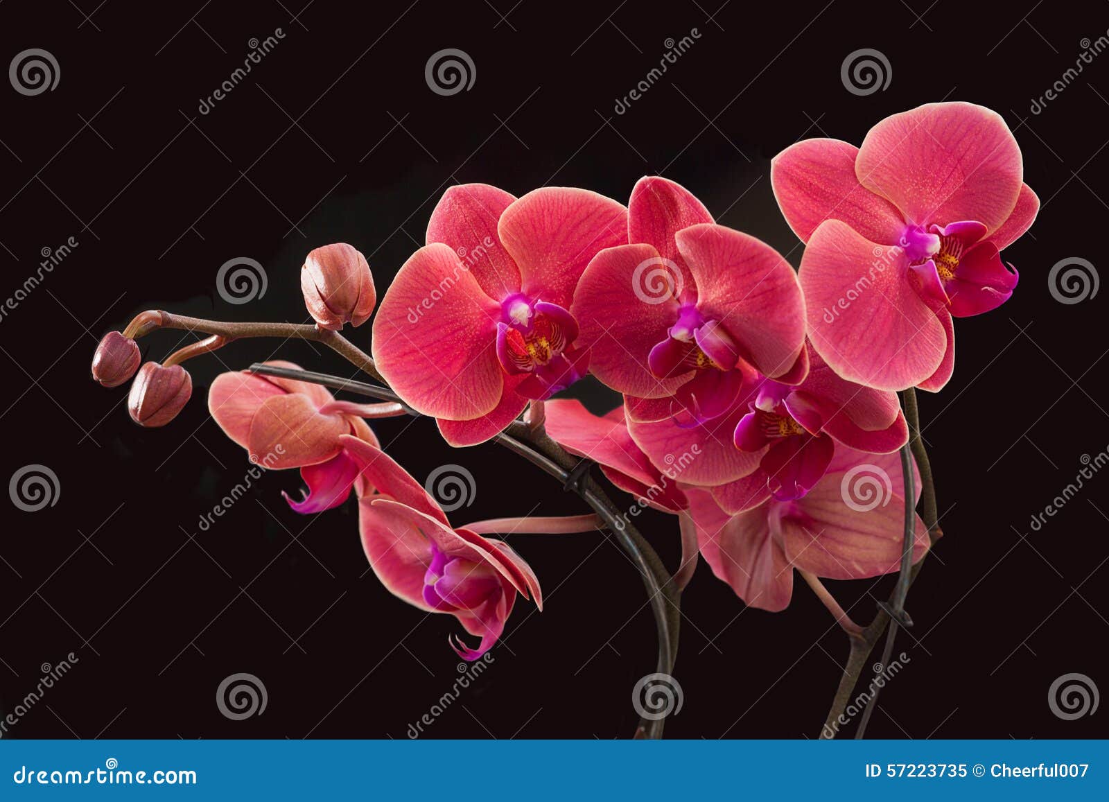 Isolated red orchid stock image. Image of decorative - 57223735