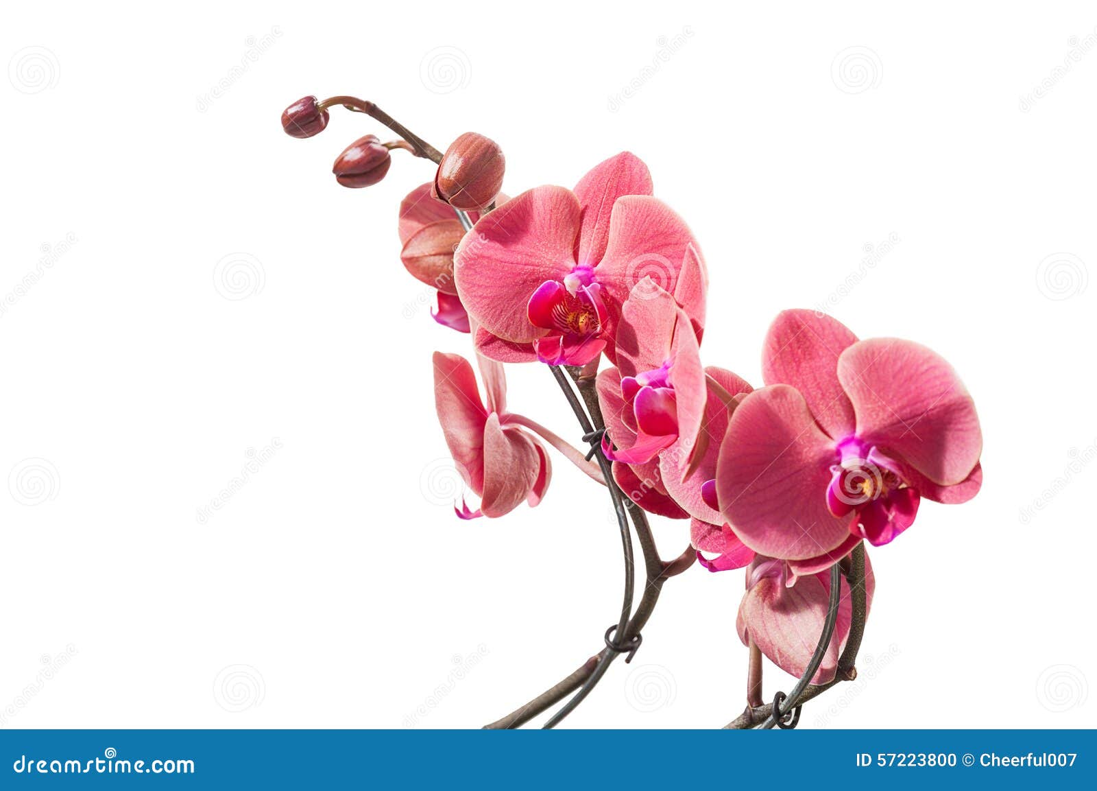 Isolated red orchid stock photo. Image of blooming, calm - 57223800