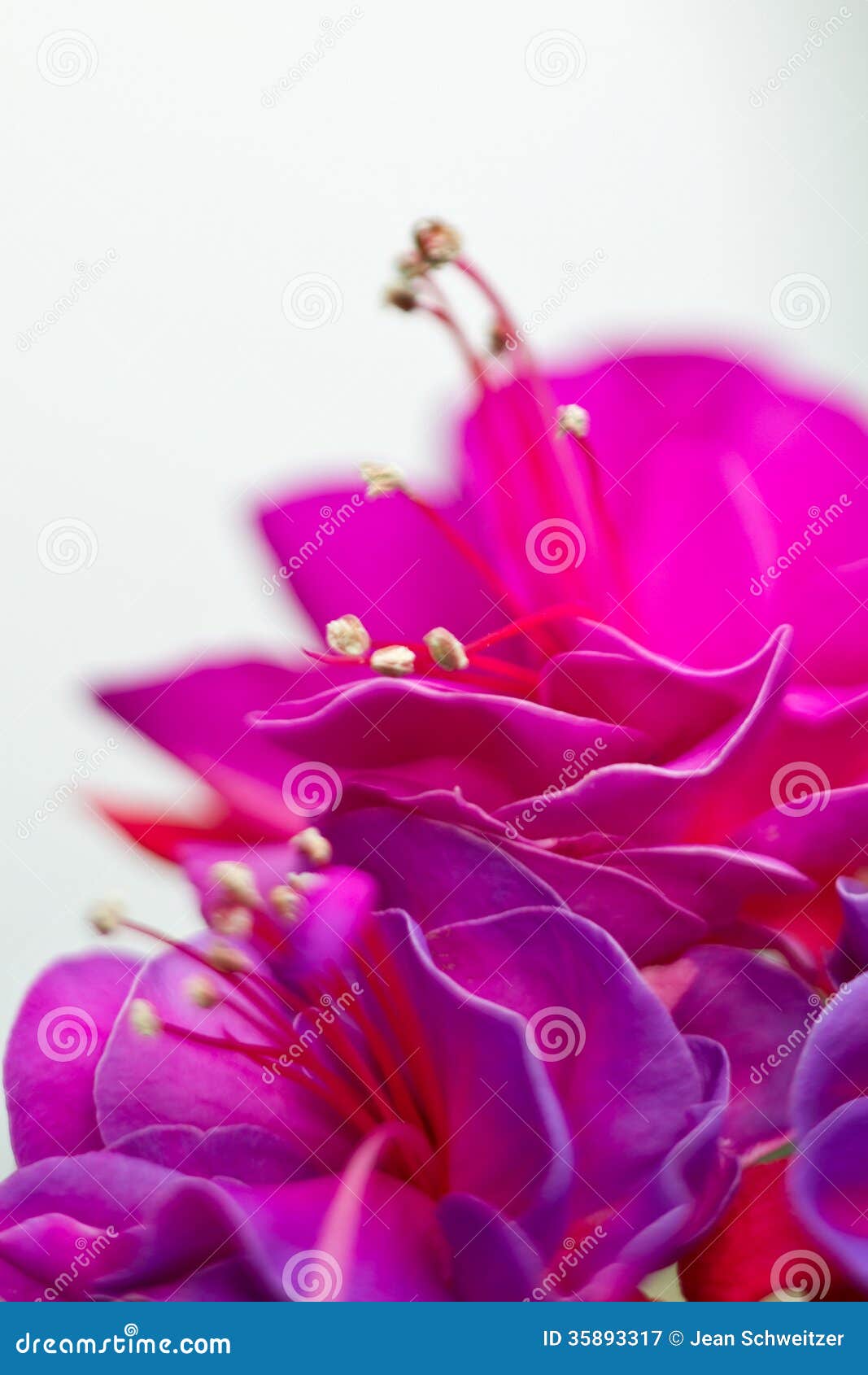 Isolated red pink flower stock image. Image of petal - 35893317