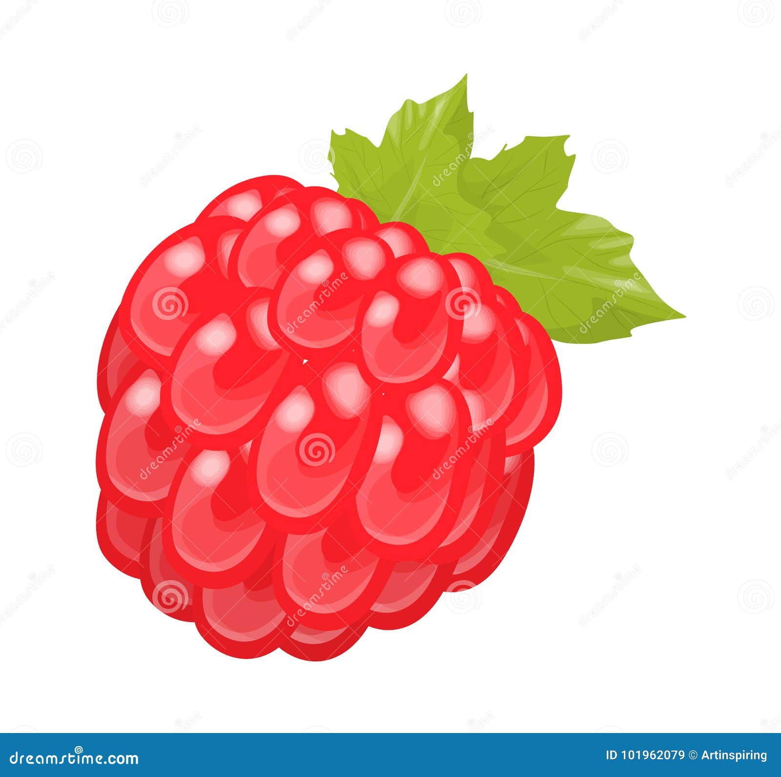 Isolated red raspberry. stock vector. Illustration of nature - 101962079