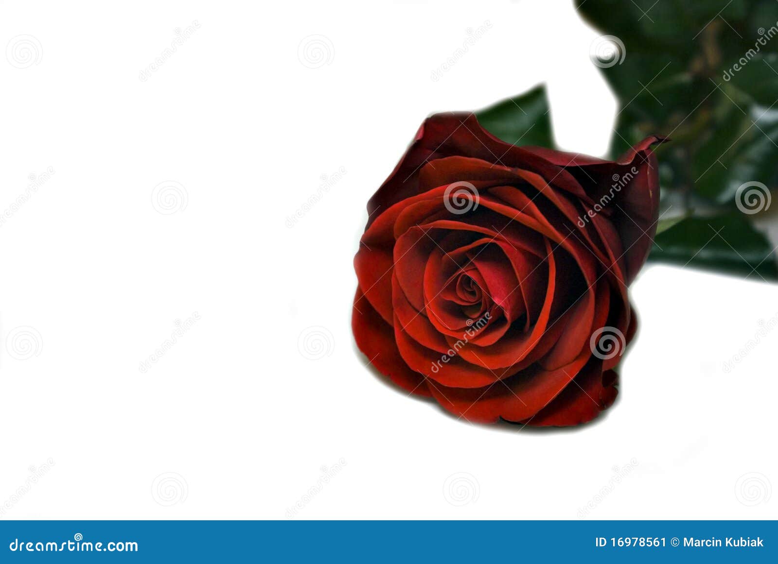 Isolated red rose stock image. Image of plant, reflection - 16978561