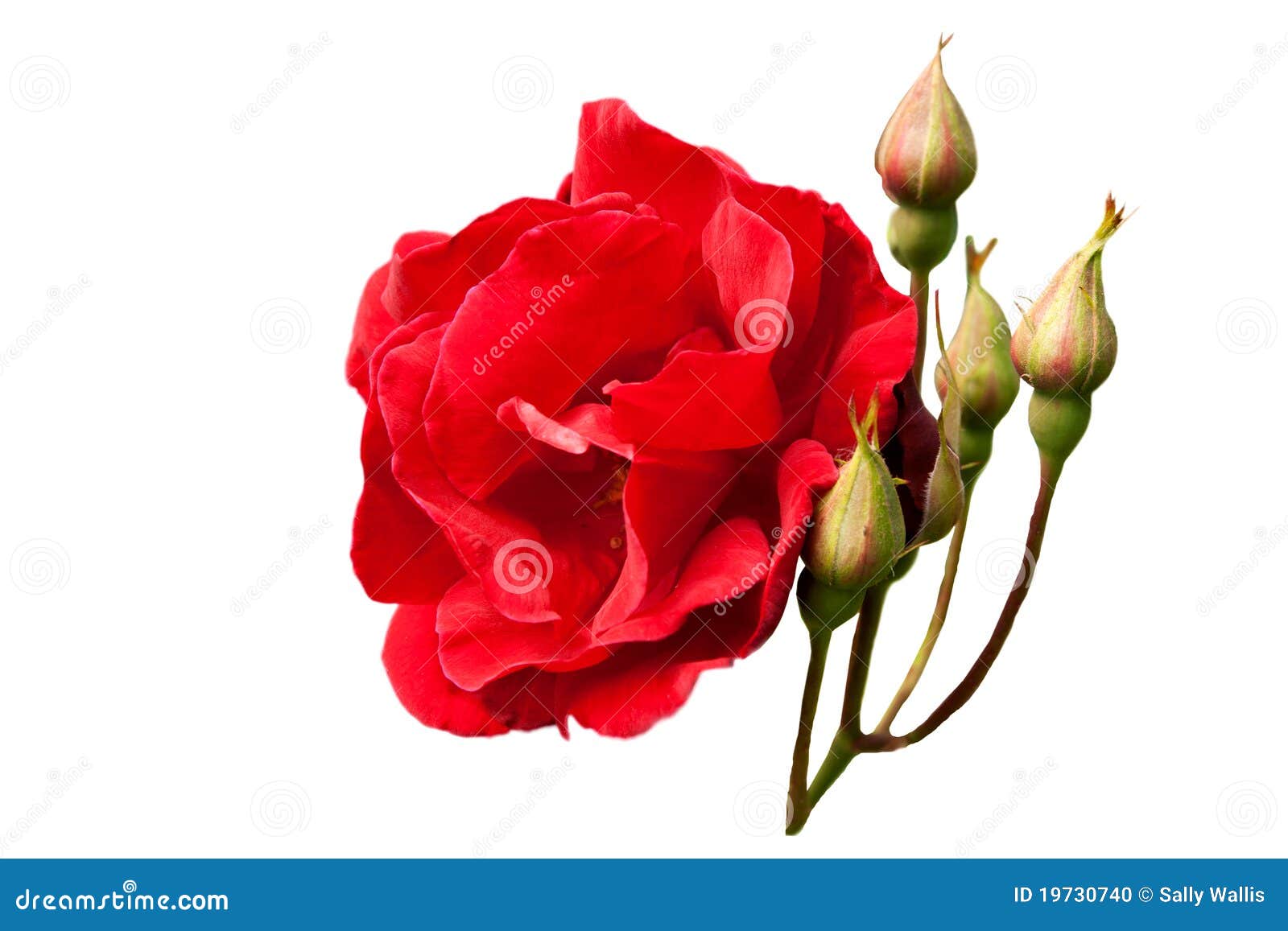 Isolated Red Rose with Buds Stock Photo - Image of flower, stalk: 19730740