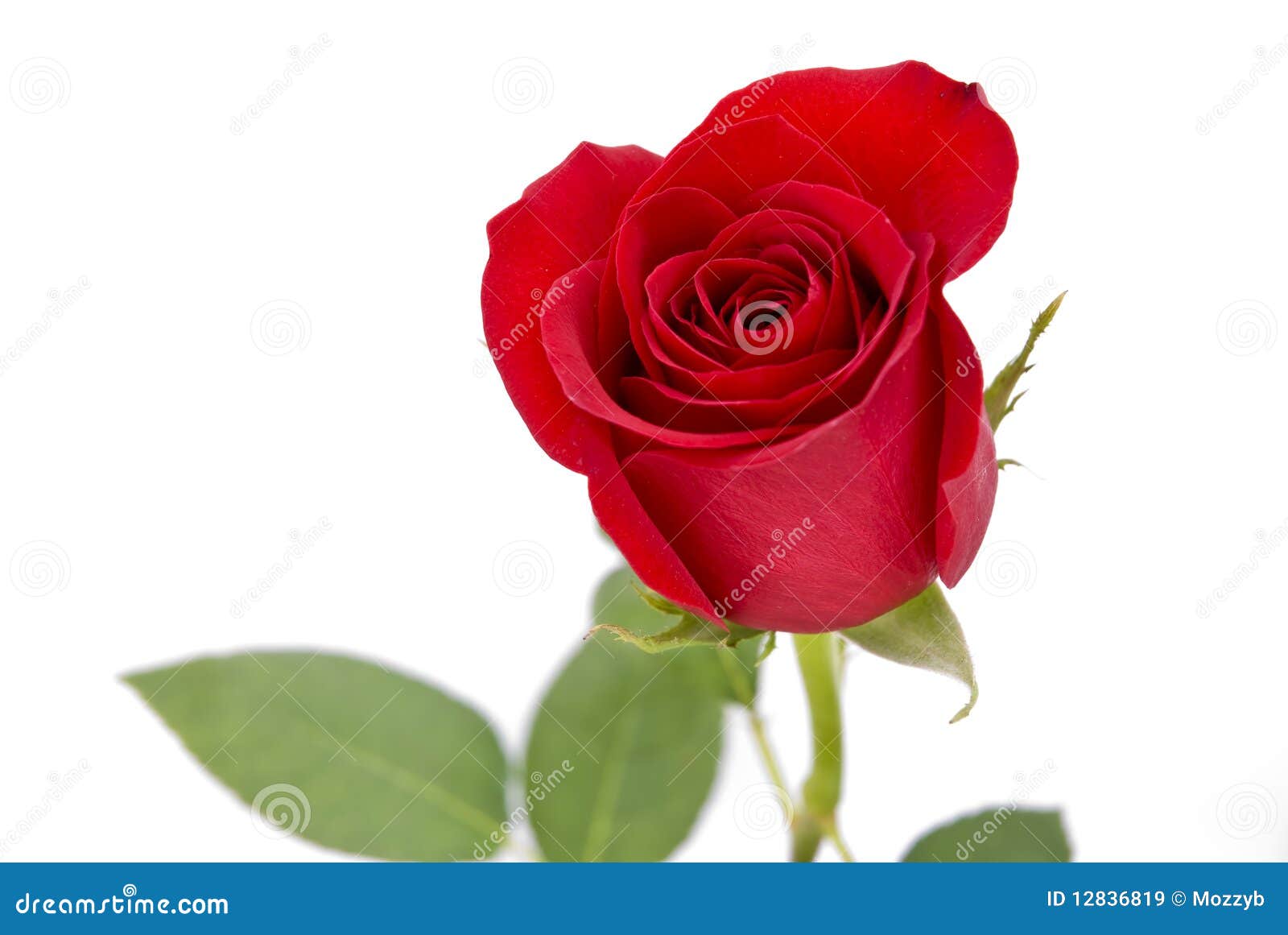Isolated Red Rose on White Background Stock Image - Image of delicate ...