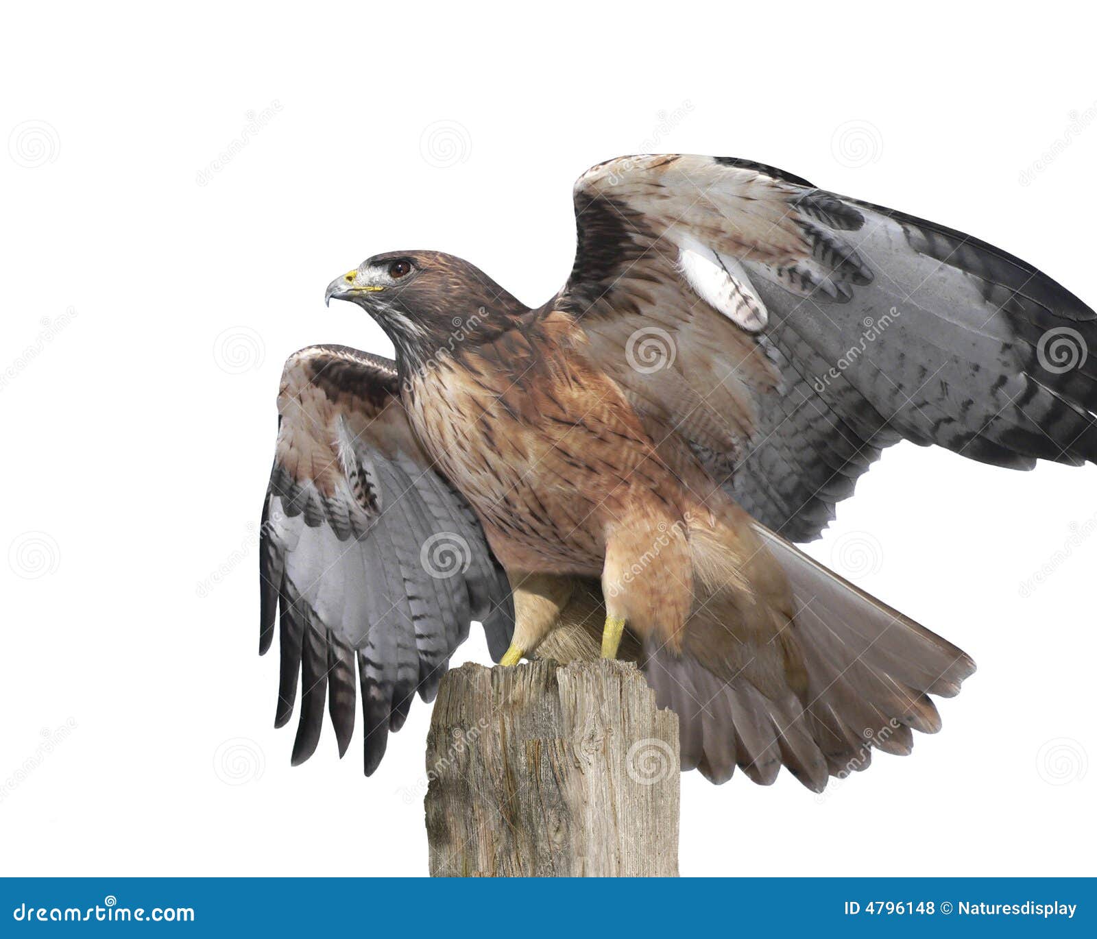 Red Tailed Hawk Wings Spread Stock Images - 86 Photos