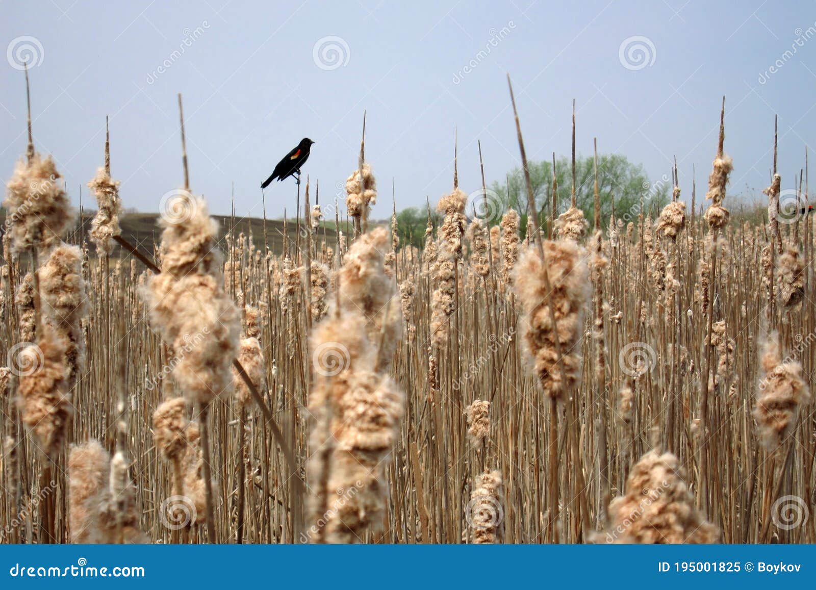 Isolated red wing bird stock image. Image of summer - 195001825