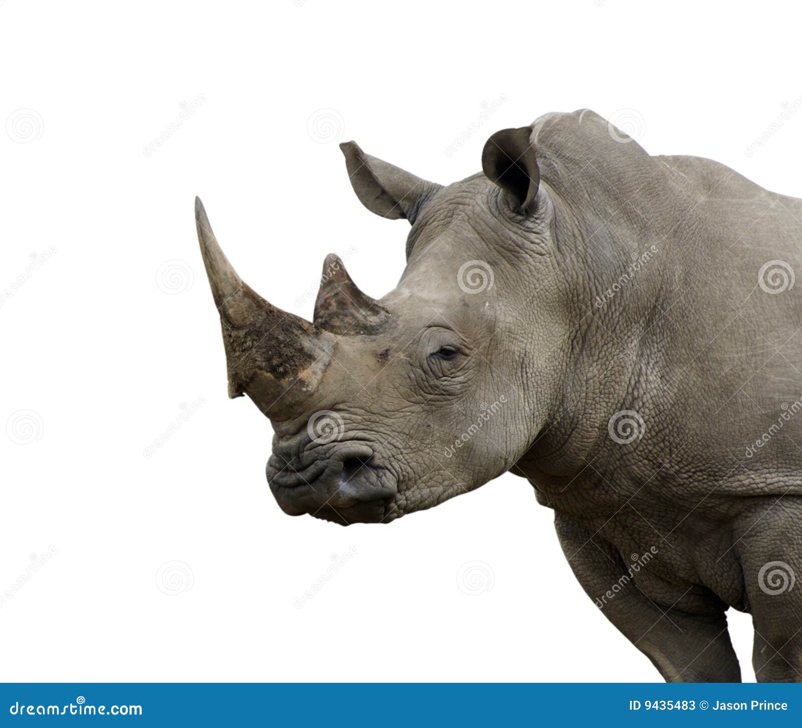 Isolated rhino bull stock image. Image of clipping, huge - 9435483