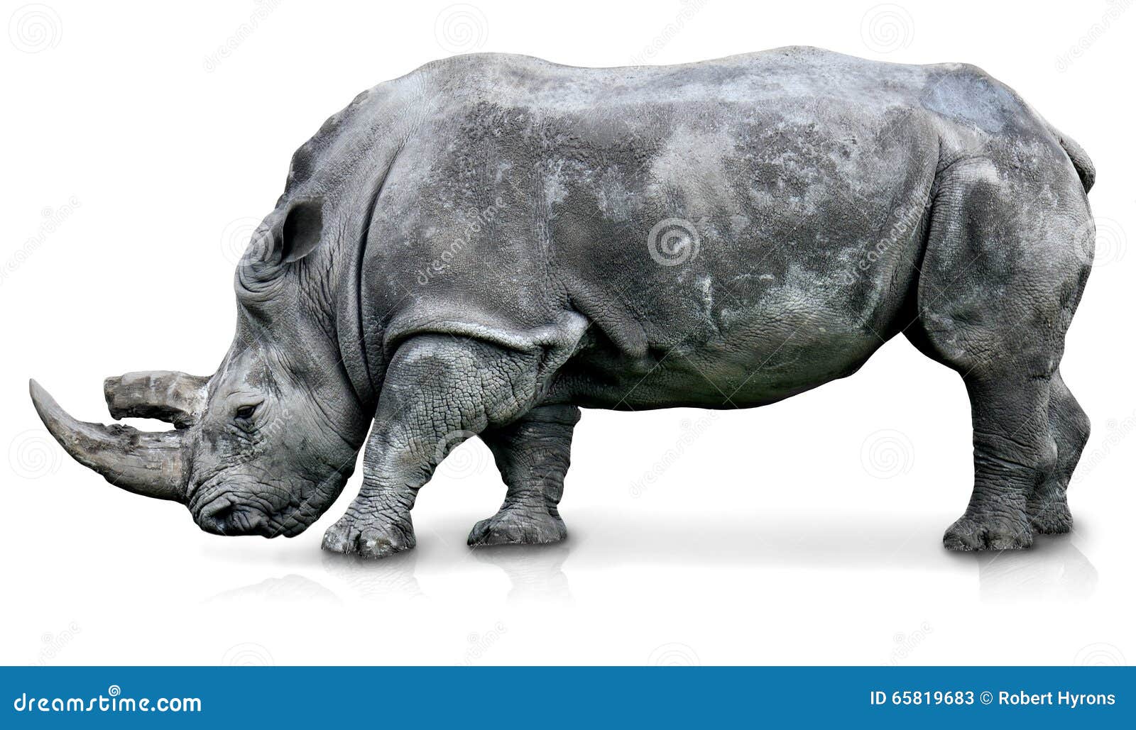 3,386 Isolated Rhino Photos - Free & Royalty-Free Stock Photos from ...