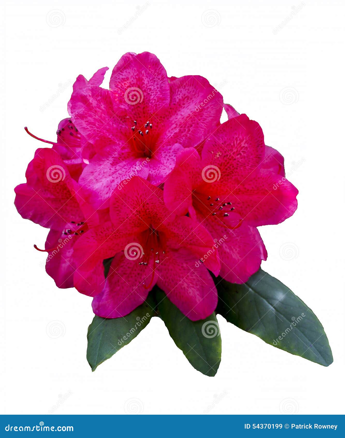 Isolated Rhododendron Flowers Stock Image - Image of rhododendron ...