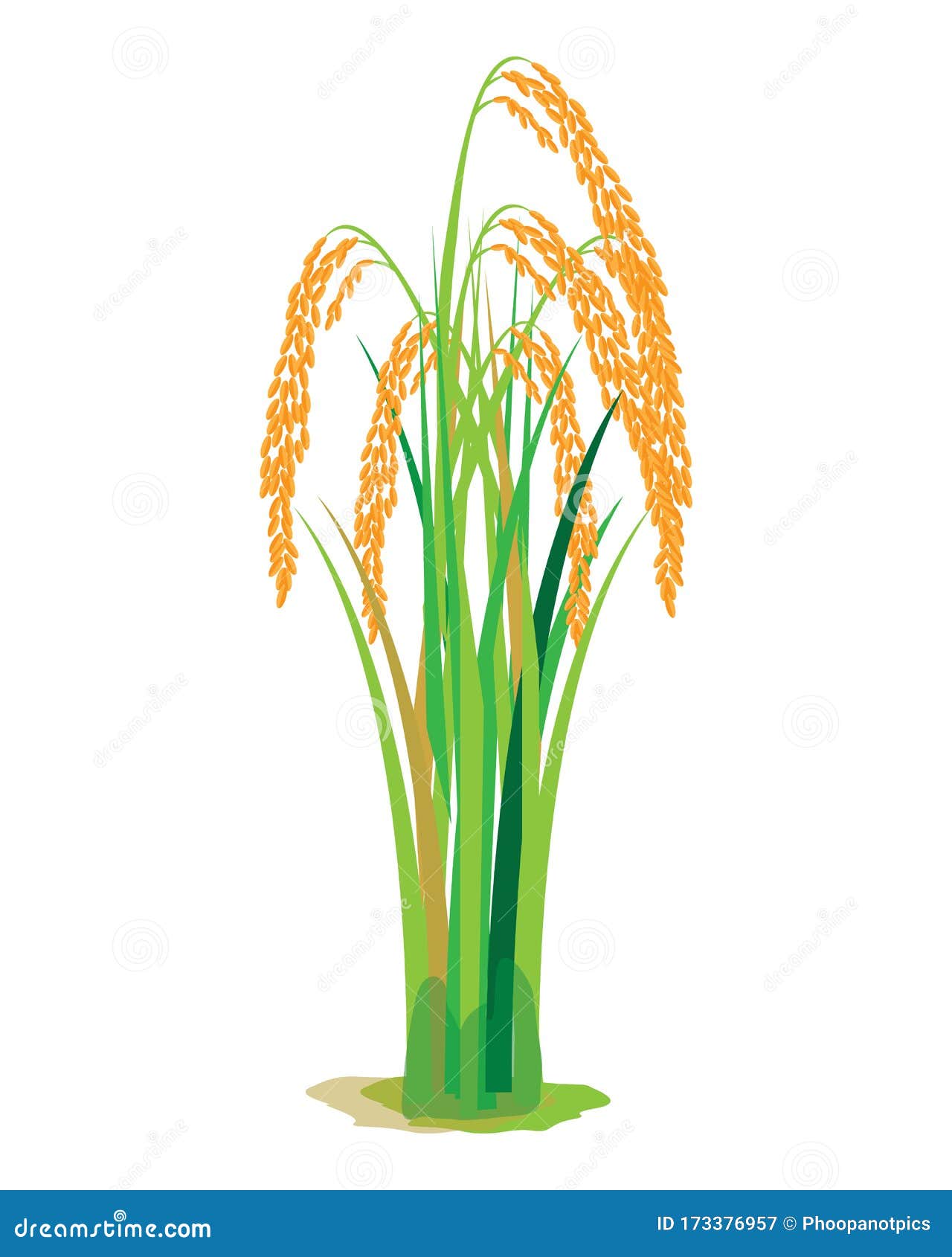 Isolated Rice Plant Vector Design Stock Vector - Illustration of nature ...