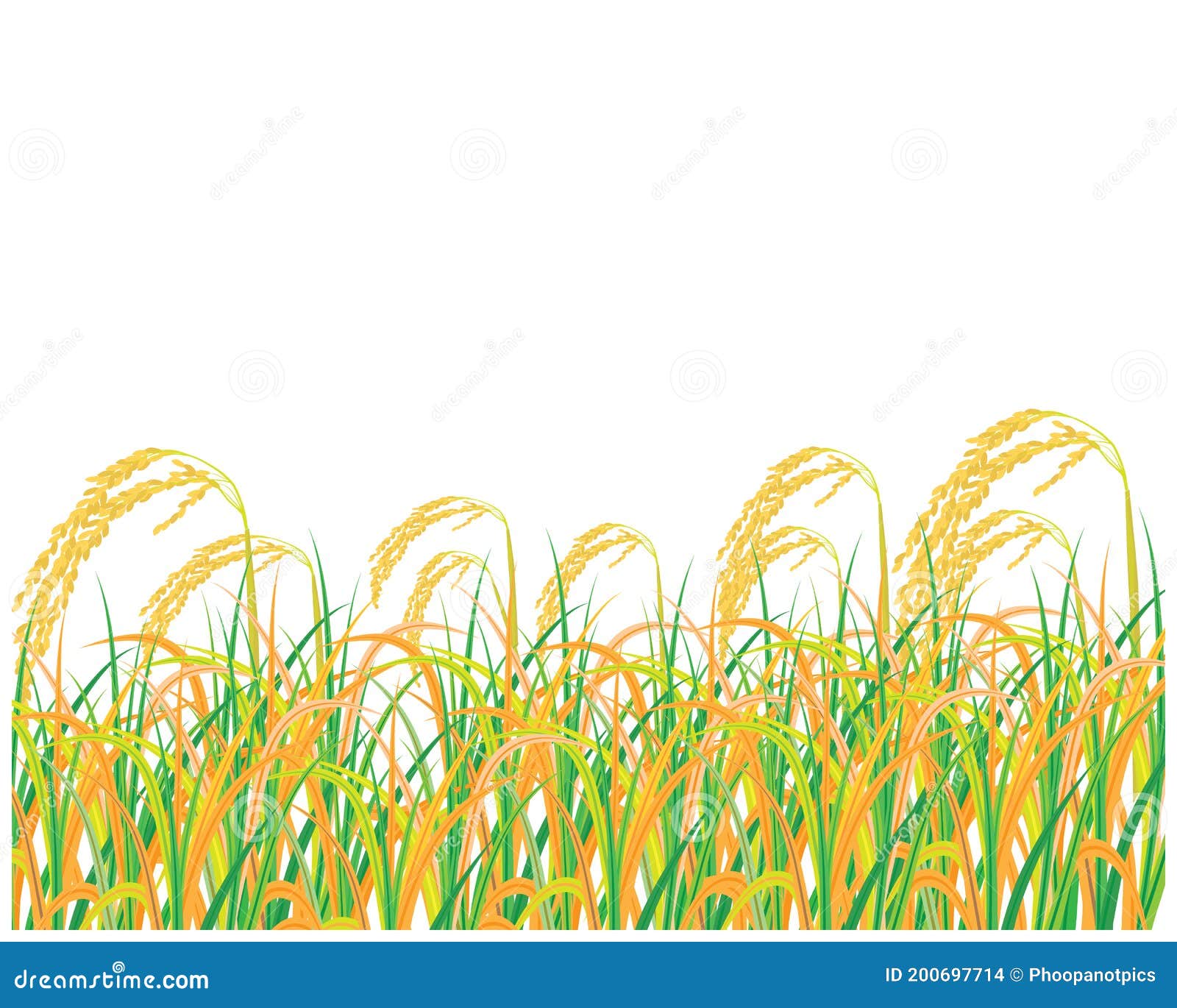 Isolated Rice Plant on White Background Stock Vector - Illustration of ...