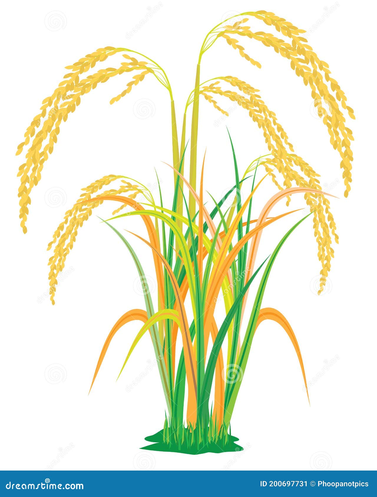 Isolated Rice Plant on White Background Stock Vector - Illustration of ...
