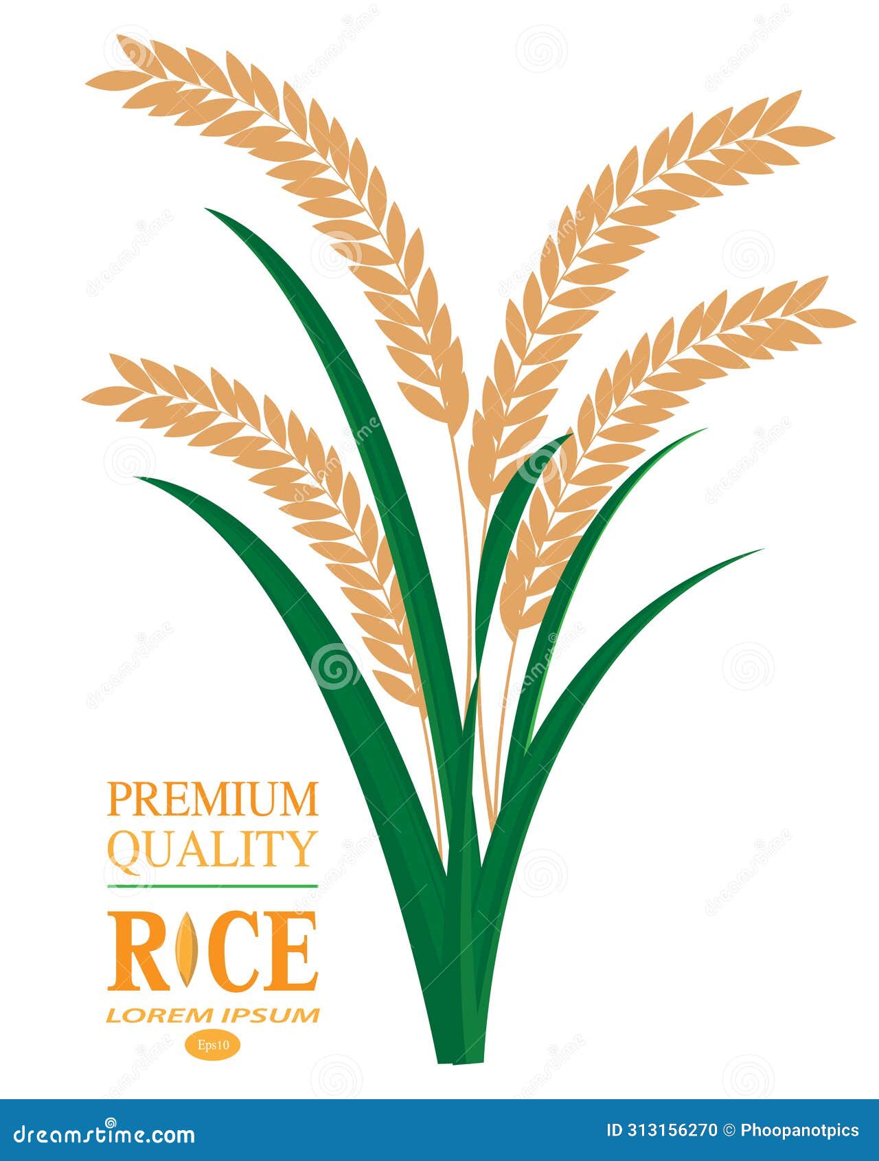 Isolated Rice Plant on White Background,vector Design. Stock Vector ...
