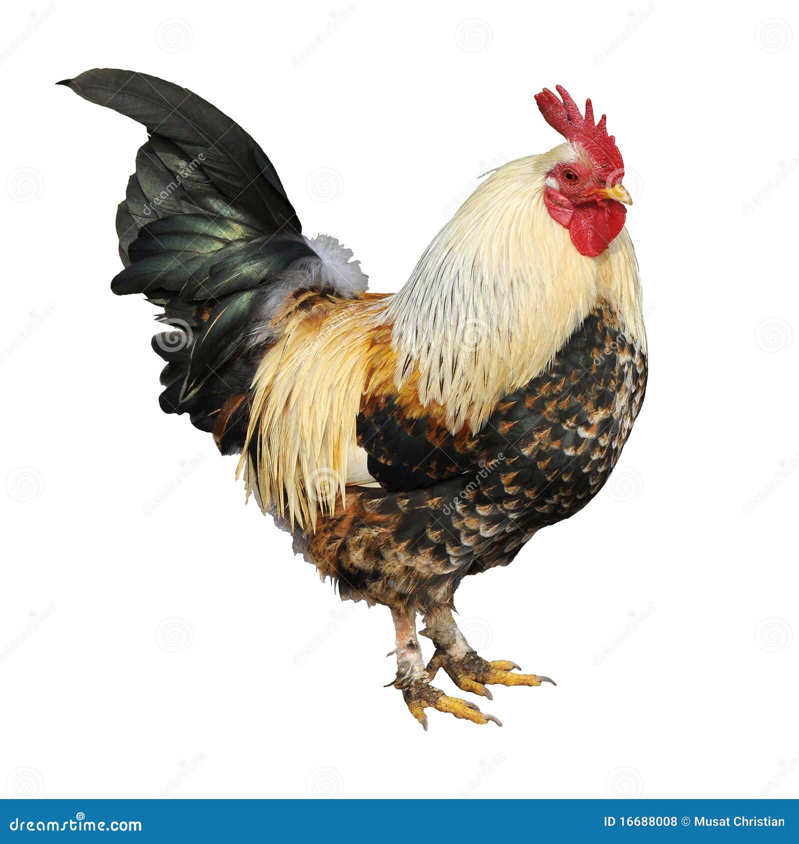Isolated rooster stock photo. Image of poultry, phasianidae - 16688008