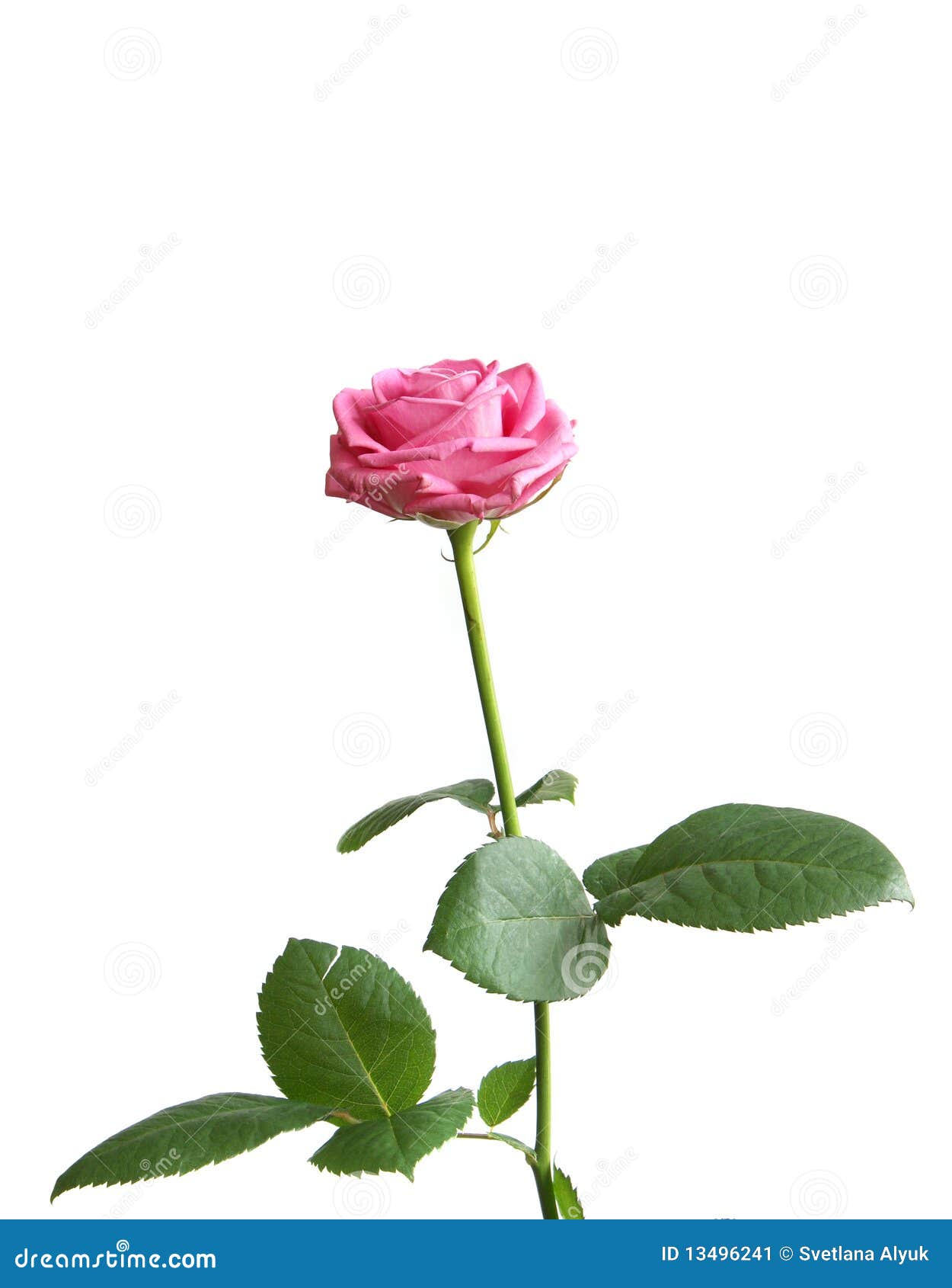 Isolated rose stock image. Image of petal, plant, wedding - 13496241