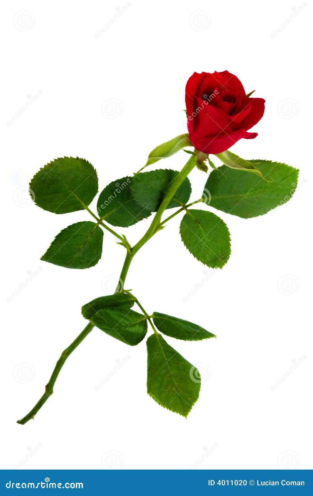 Isolated rose stock photo. Image of valentines, love, white - 4011020