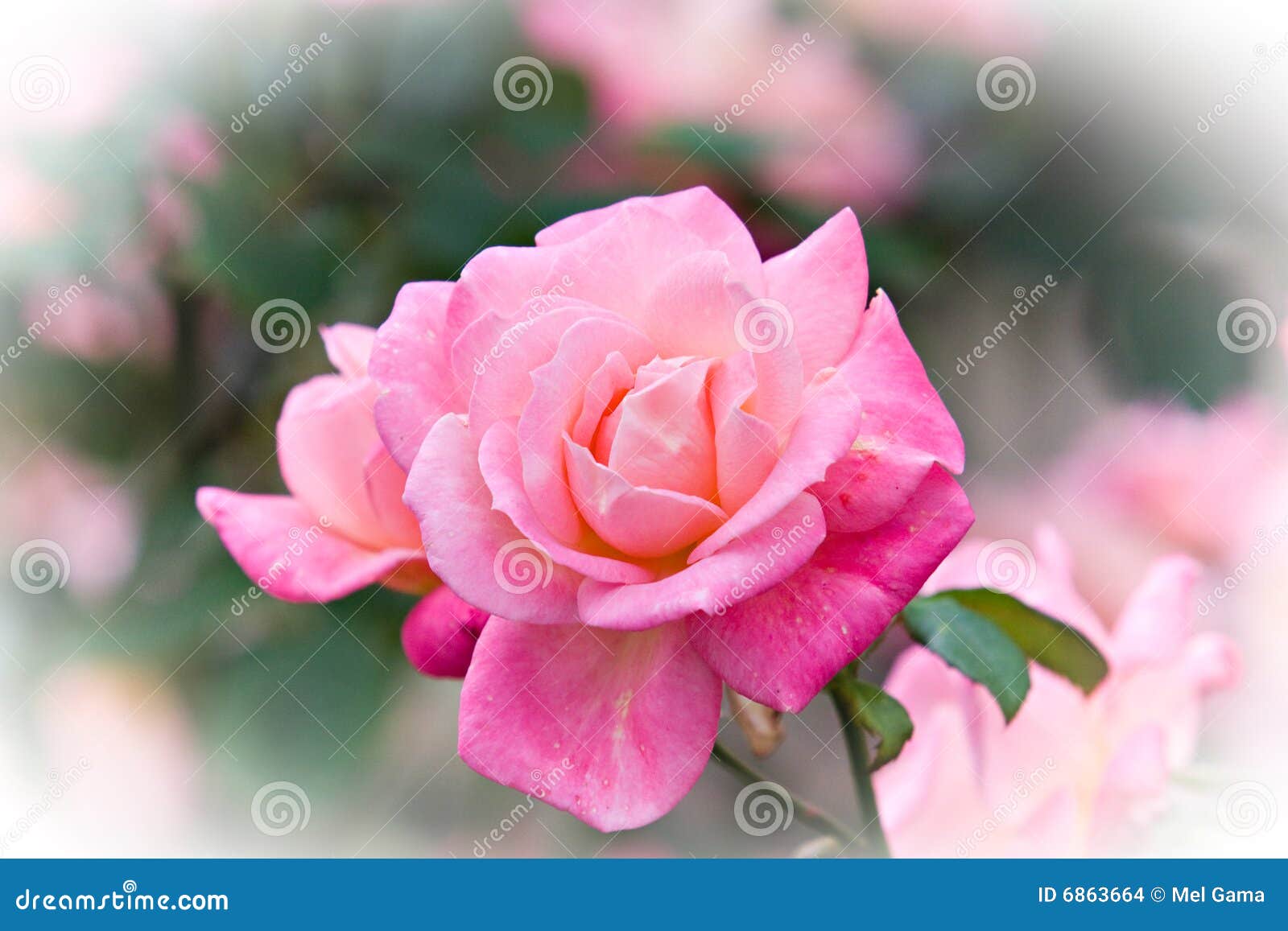 Isolated Rose stock photo. Image of single, petal, blur - 6863664