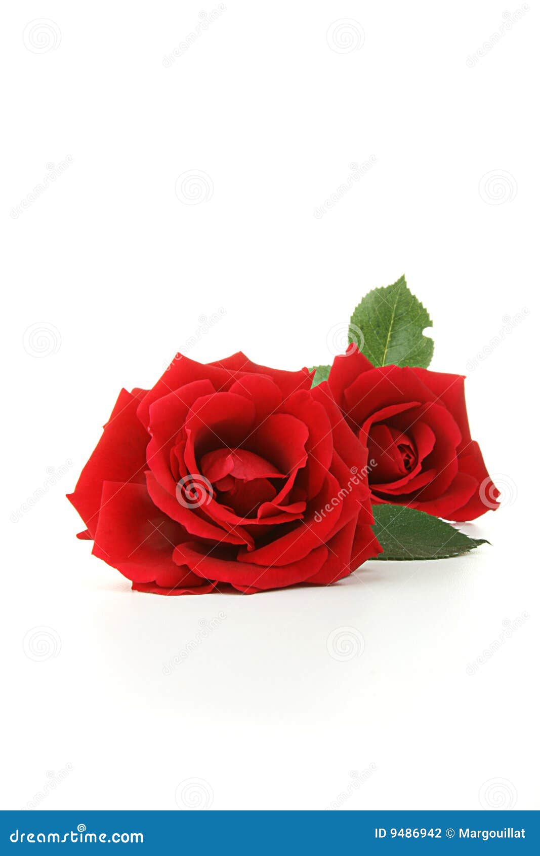 Isolated rose flowers stock photo. Image of long, alone - 9486942