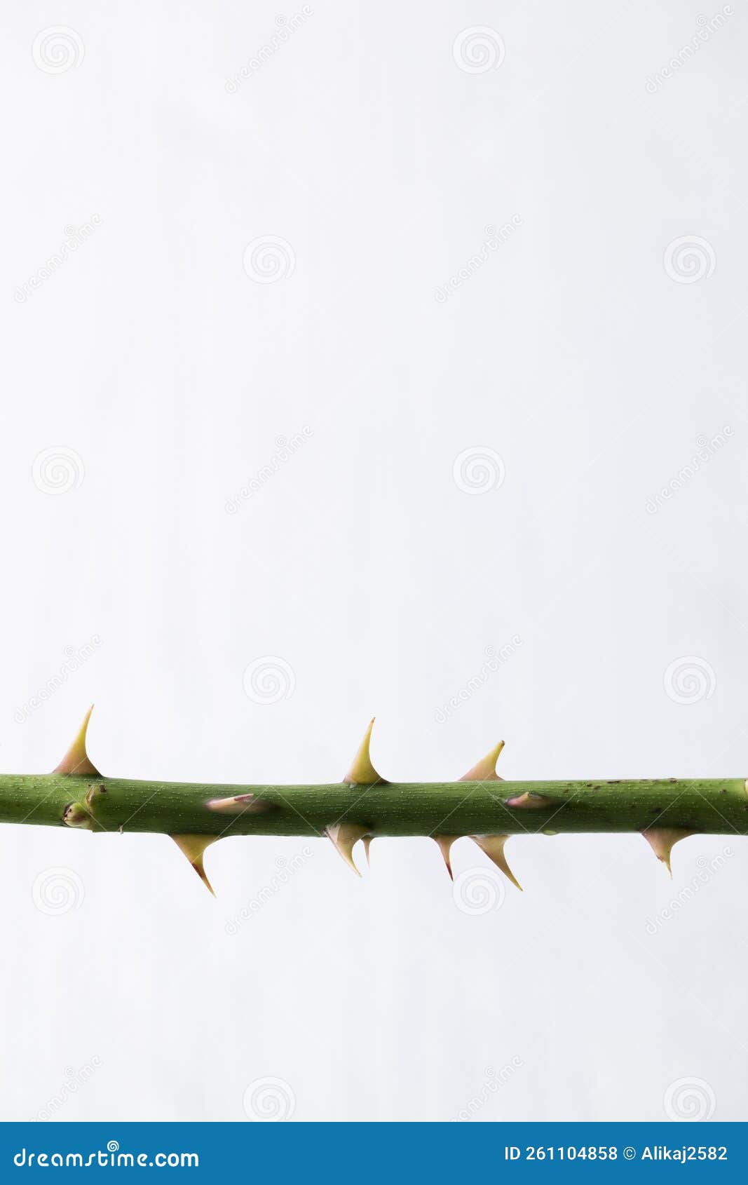 Isolated Rose Stem with Thorns on White Background Stock Photo - Image ...