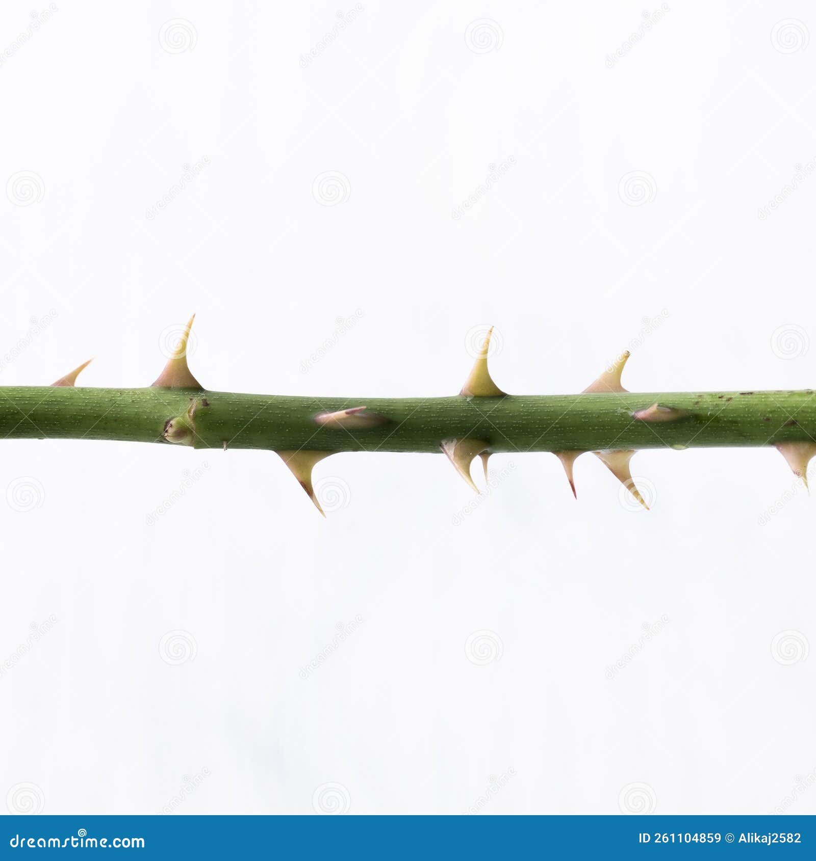 Isolated Rose Stem with Thorns on White Background Stock Image - Image ...