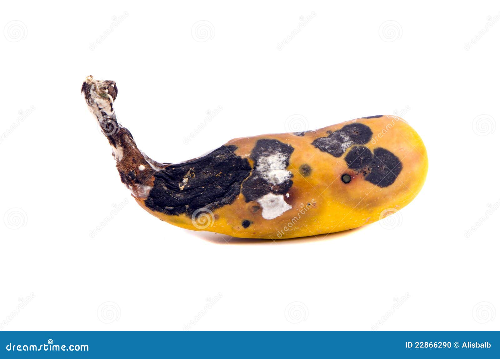 Isolated rotten zucchini stock photo. Image of isolated - 22866290