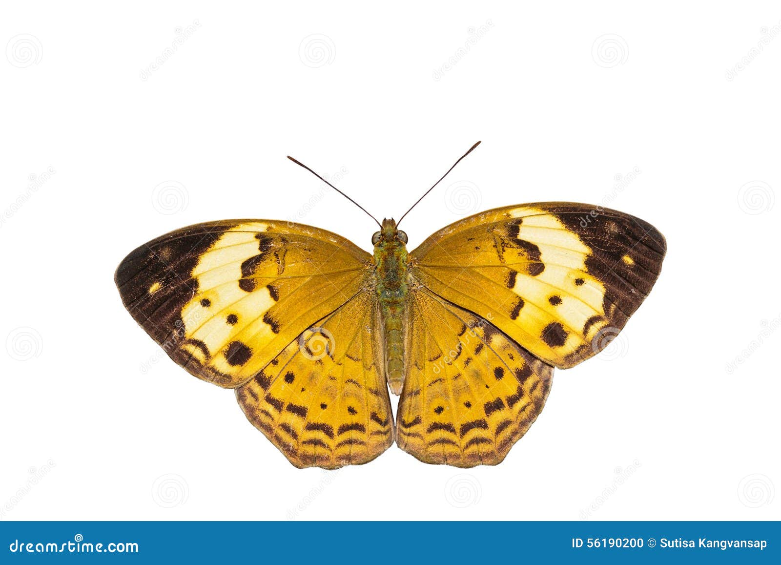 Rustic Butterfly. Stock Photography | CartoonDealer.com #43510304