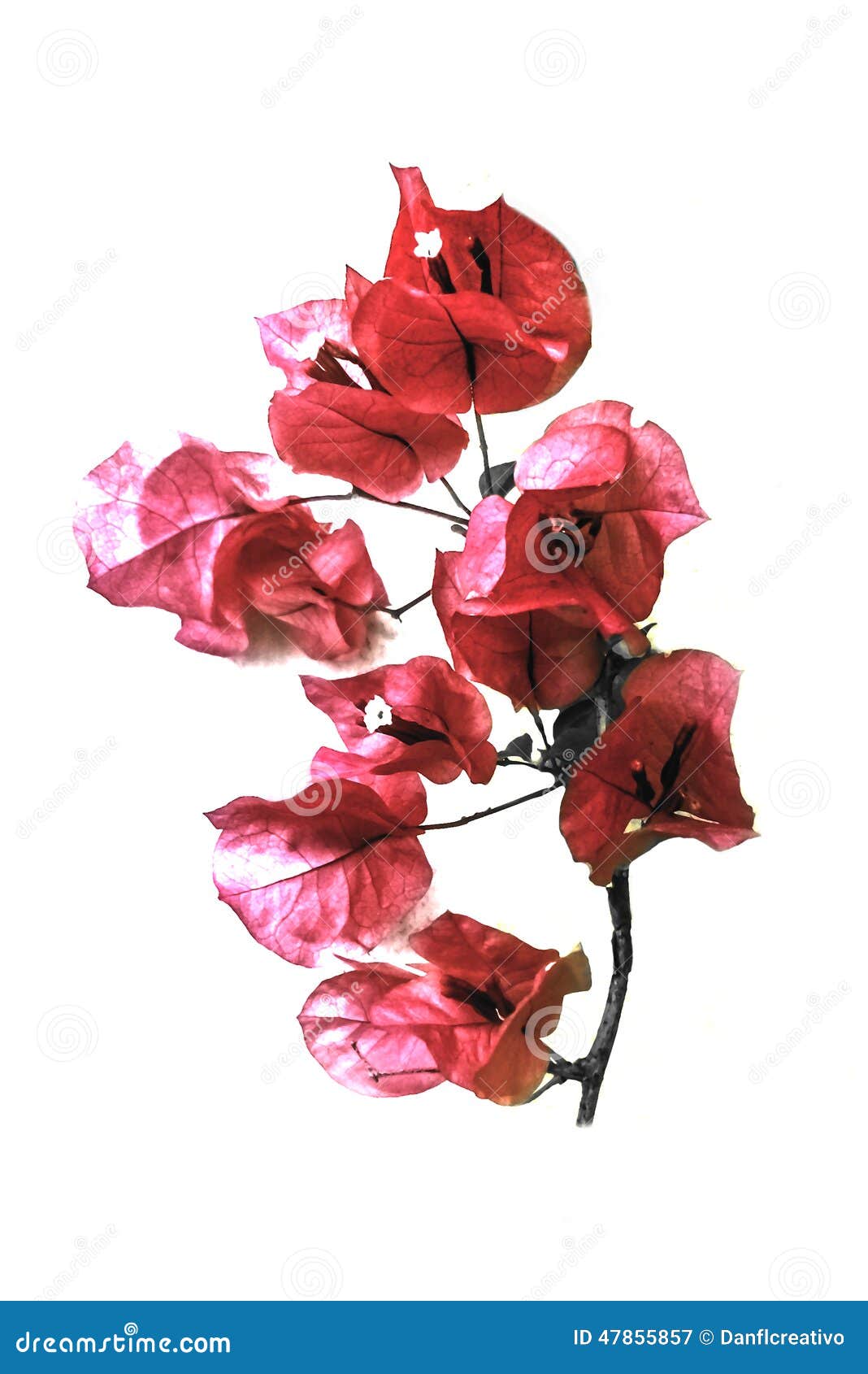 Isolated Santa Rita Flower Color Edited Stock Image - Image of ...