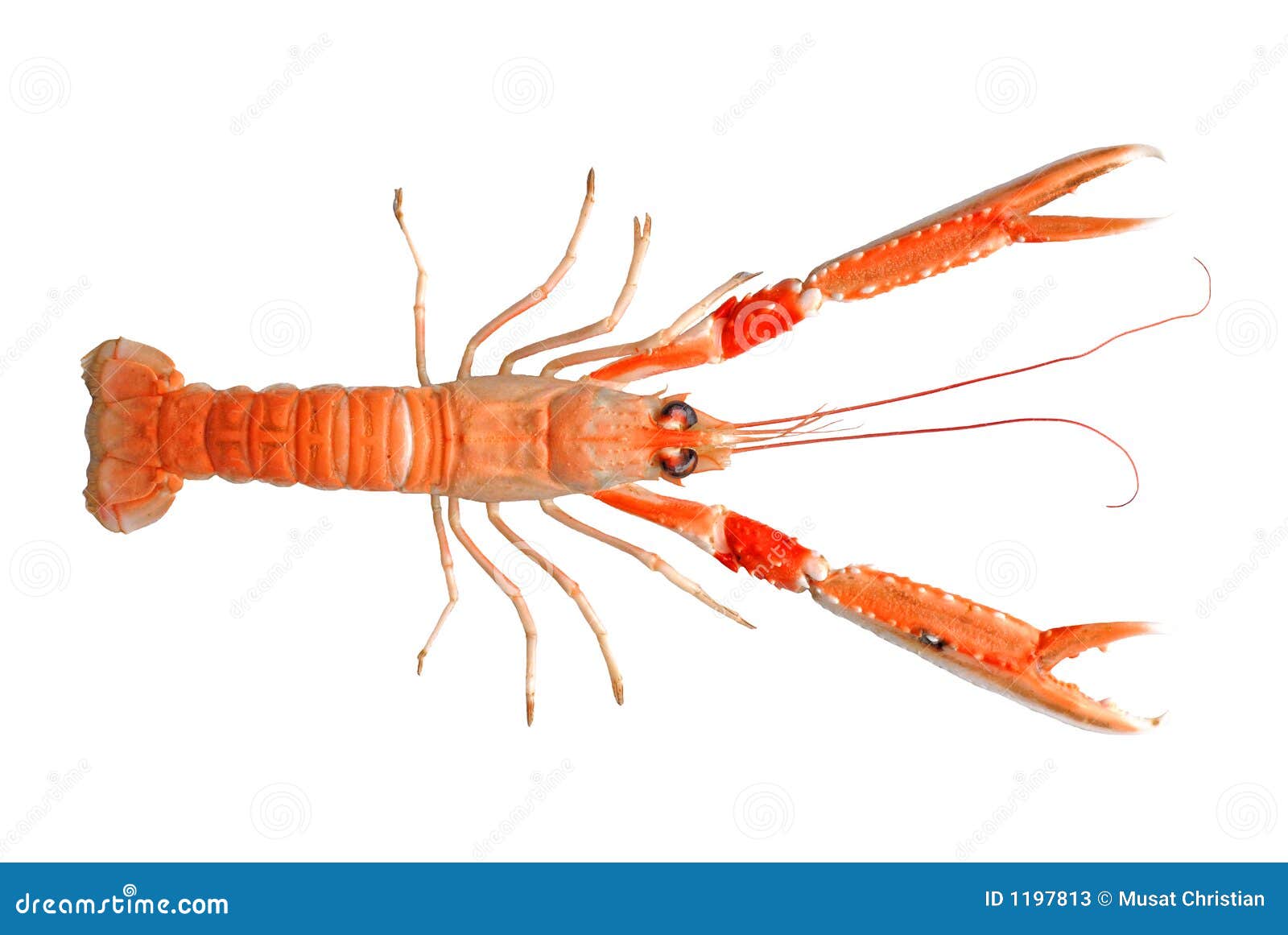 Isolated scampi stock illustration. Illustration of shellfish - 1197813