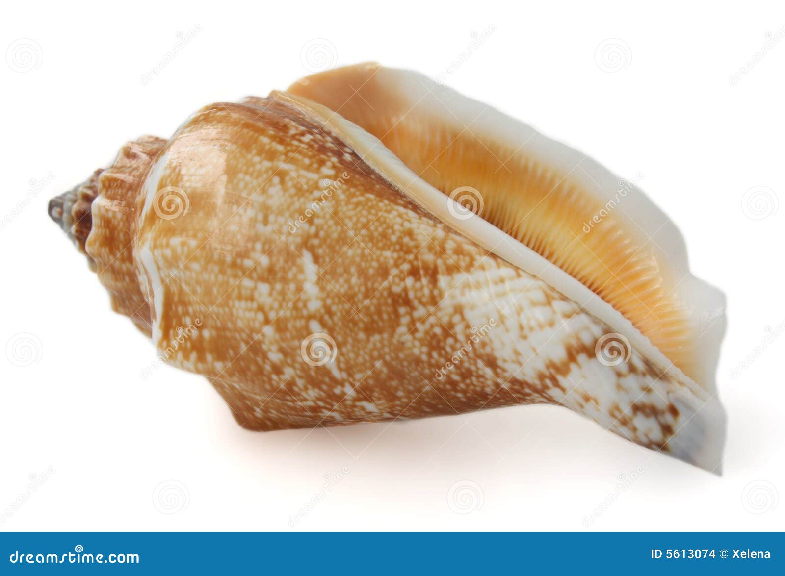 Isolated sea shell stock photo. Image of animal, pearl - 5613074