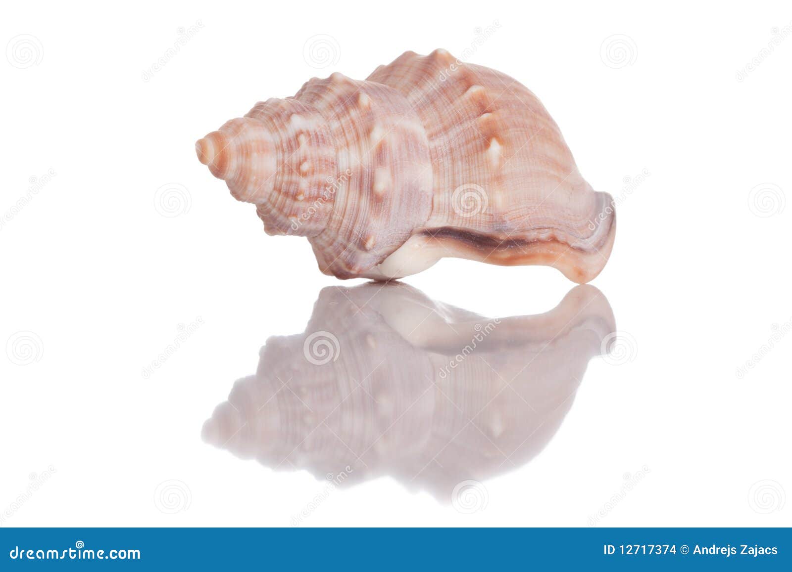 Isolated Sea Shell with Reflection Stock Photo - Image of seashell ...