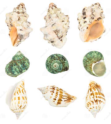Isolated Sea Shells Set on a White Background Stock Image - Image of ...