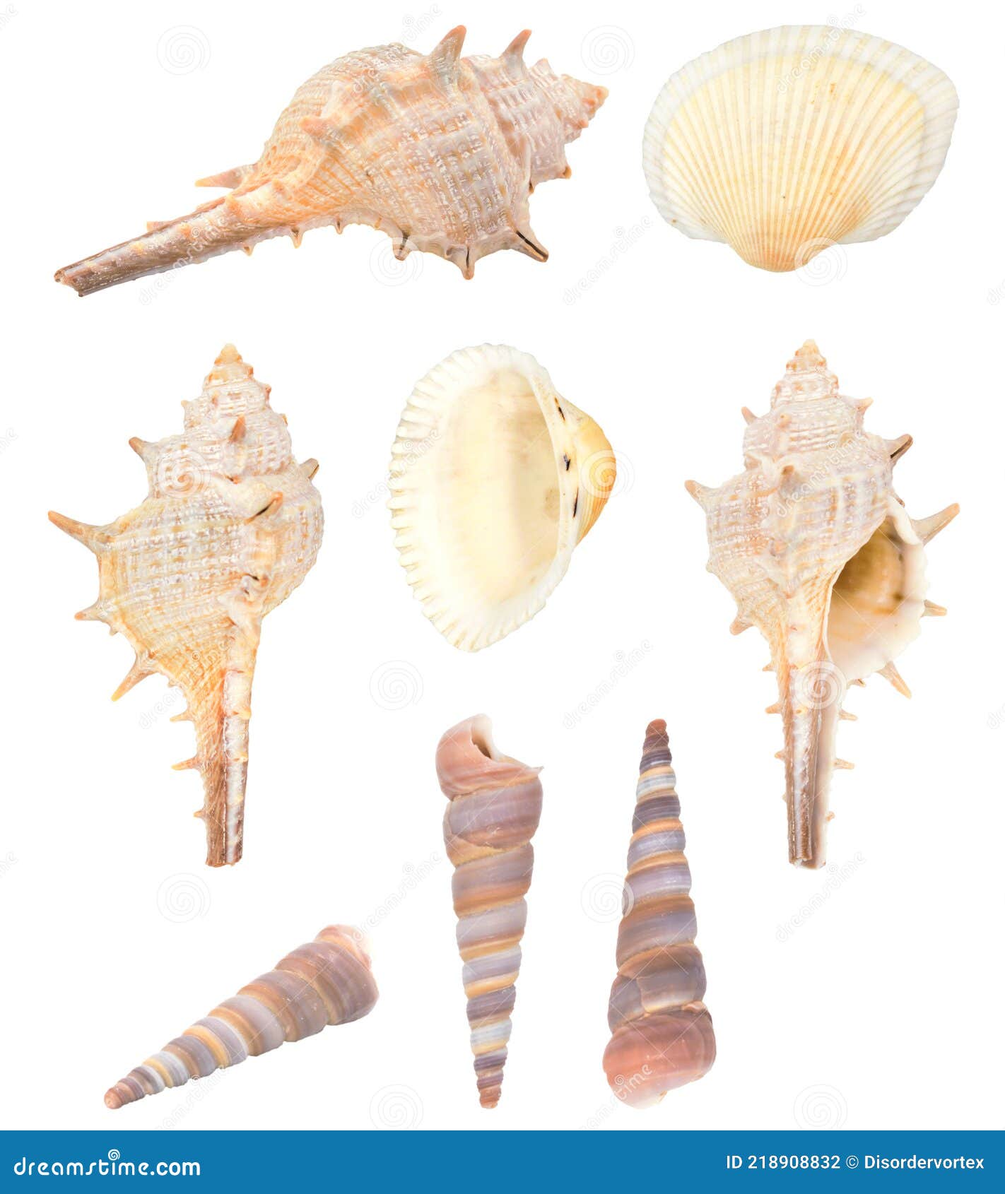 Isolated Sea Shells Set on a White Background Stock Photo - Image of ...