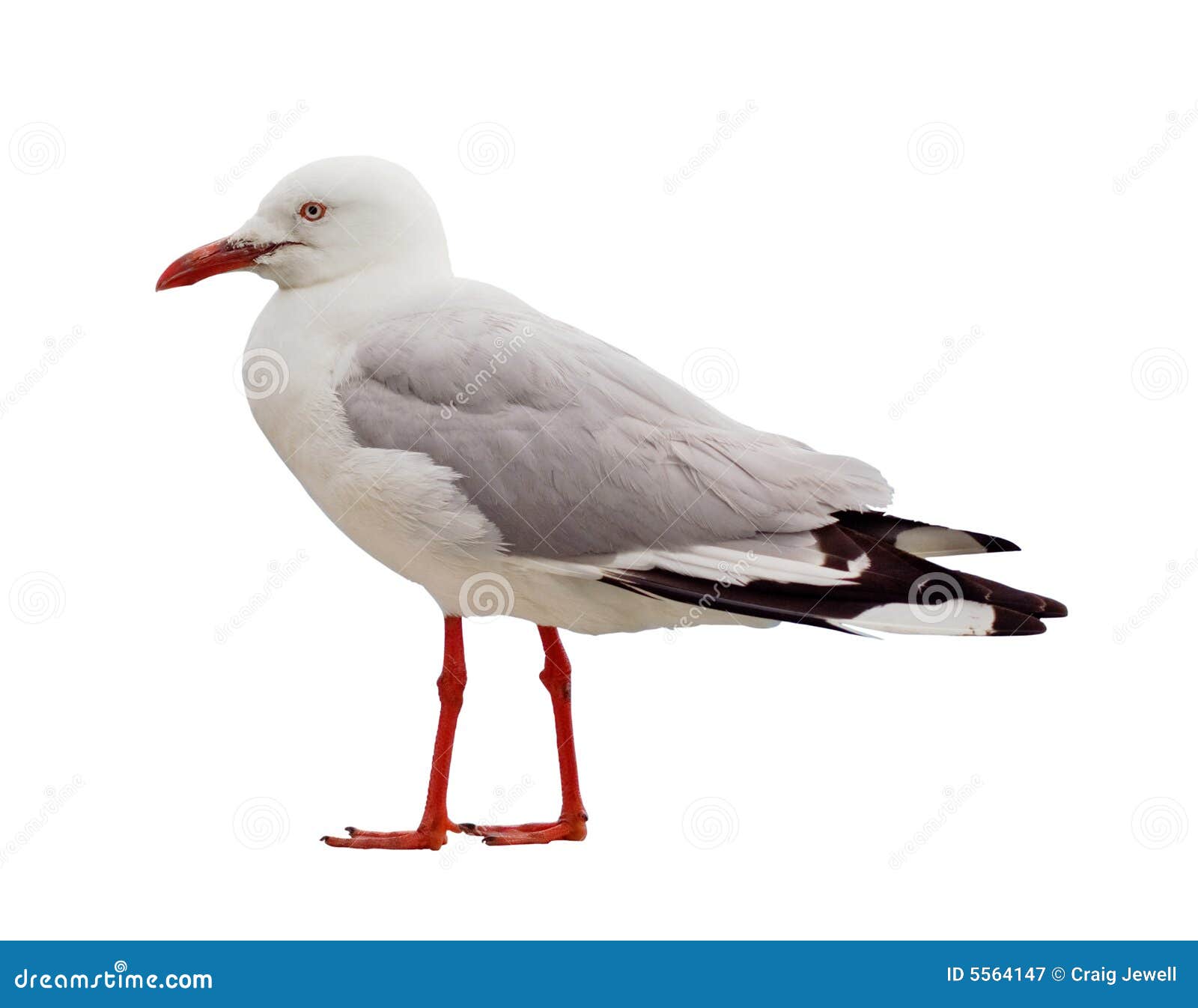 Isolated Seagull with Red Legs - Side View Stock Image - Image of beak ...