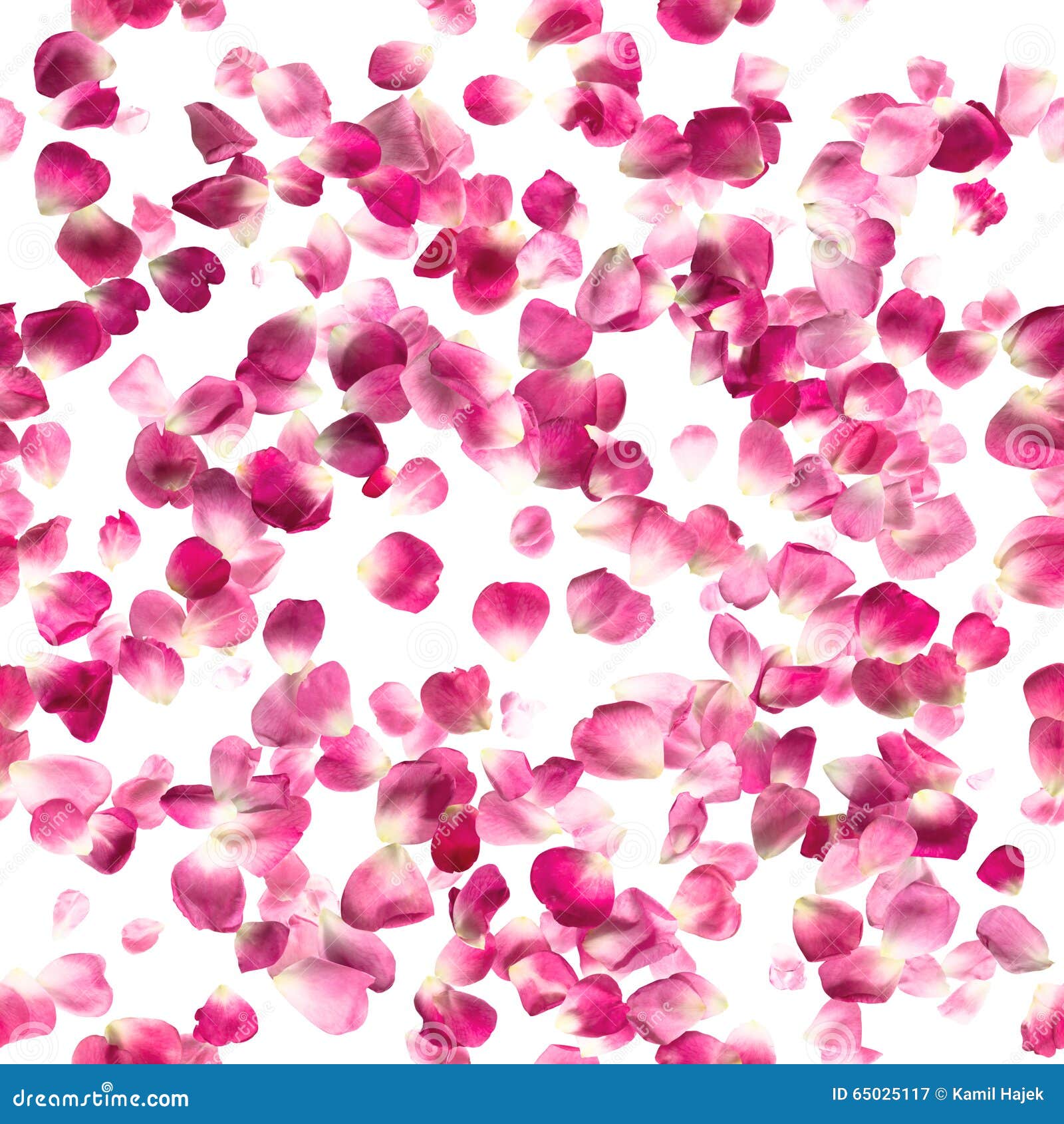 Isolated Seamless Rosa Rose Petals Stock Image - Image of nature, rose ...
