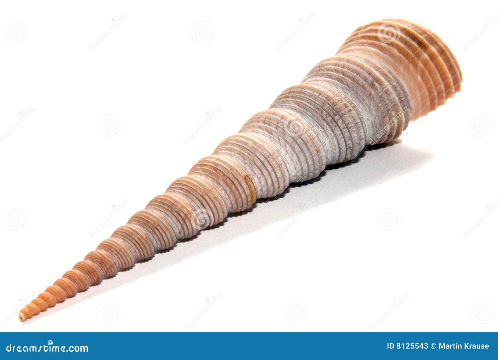 Isolated seashell stock image. Image of home, beauty, fauna - 8125543