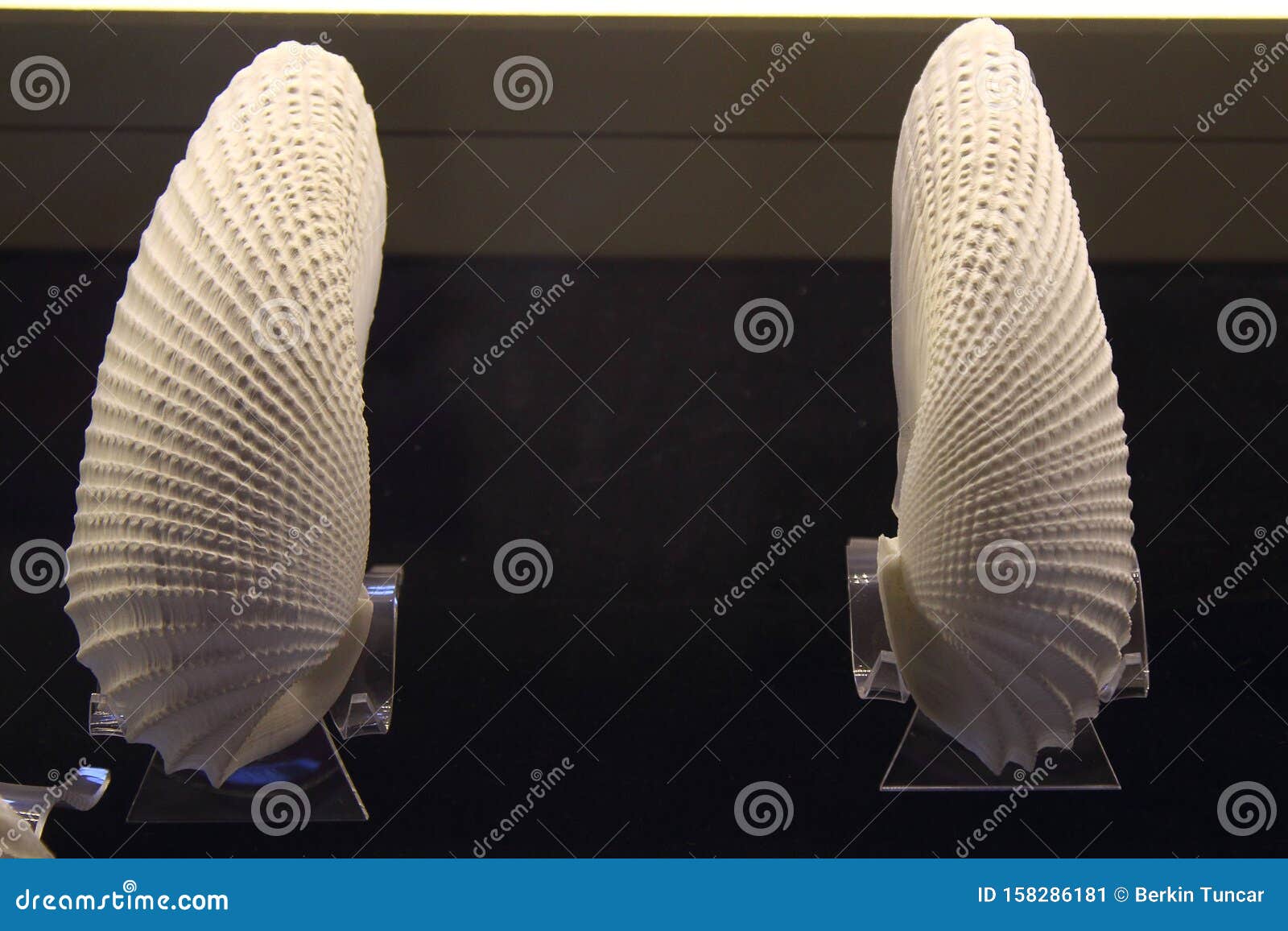 Isolated Seashells from the Sea and Sea. Different Types and Shapes of ...