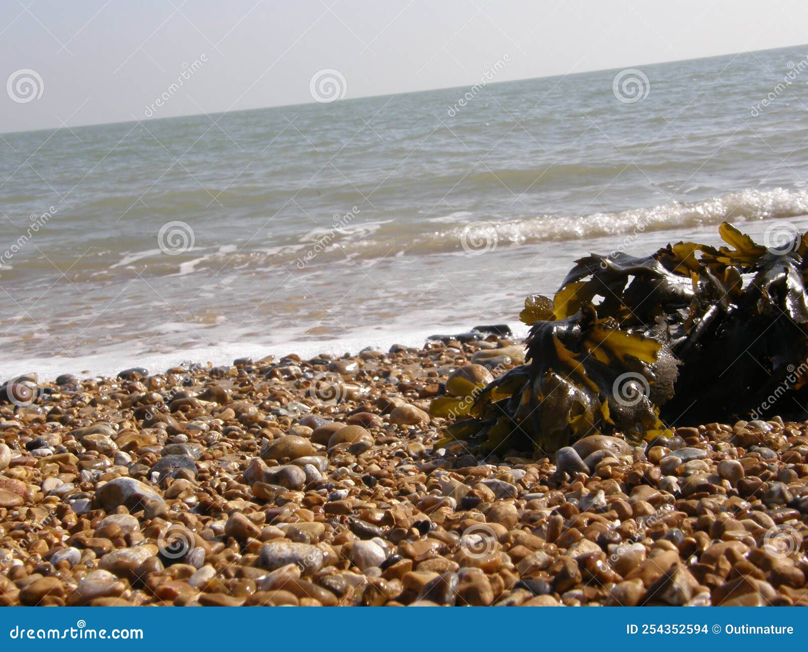 Isolated Seaweed on Pebbles Beachscape Stock Photo - Image of ...