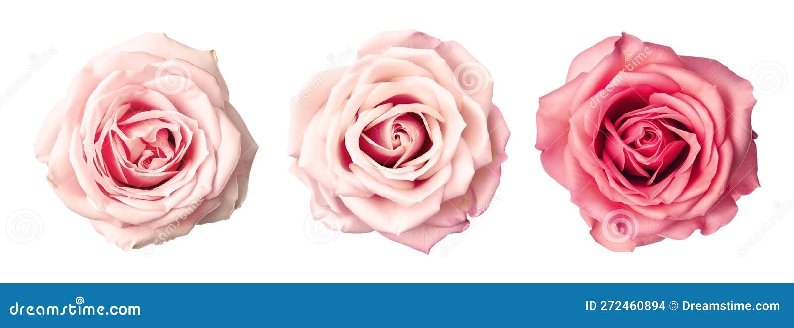 Cutout Set with Pink and Red Roses Stock Photo - Image of closeup, love ...